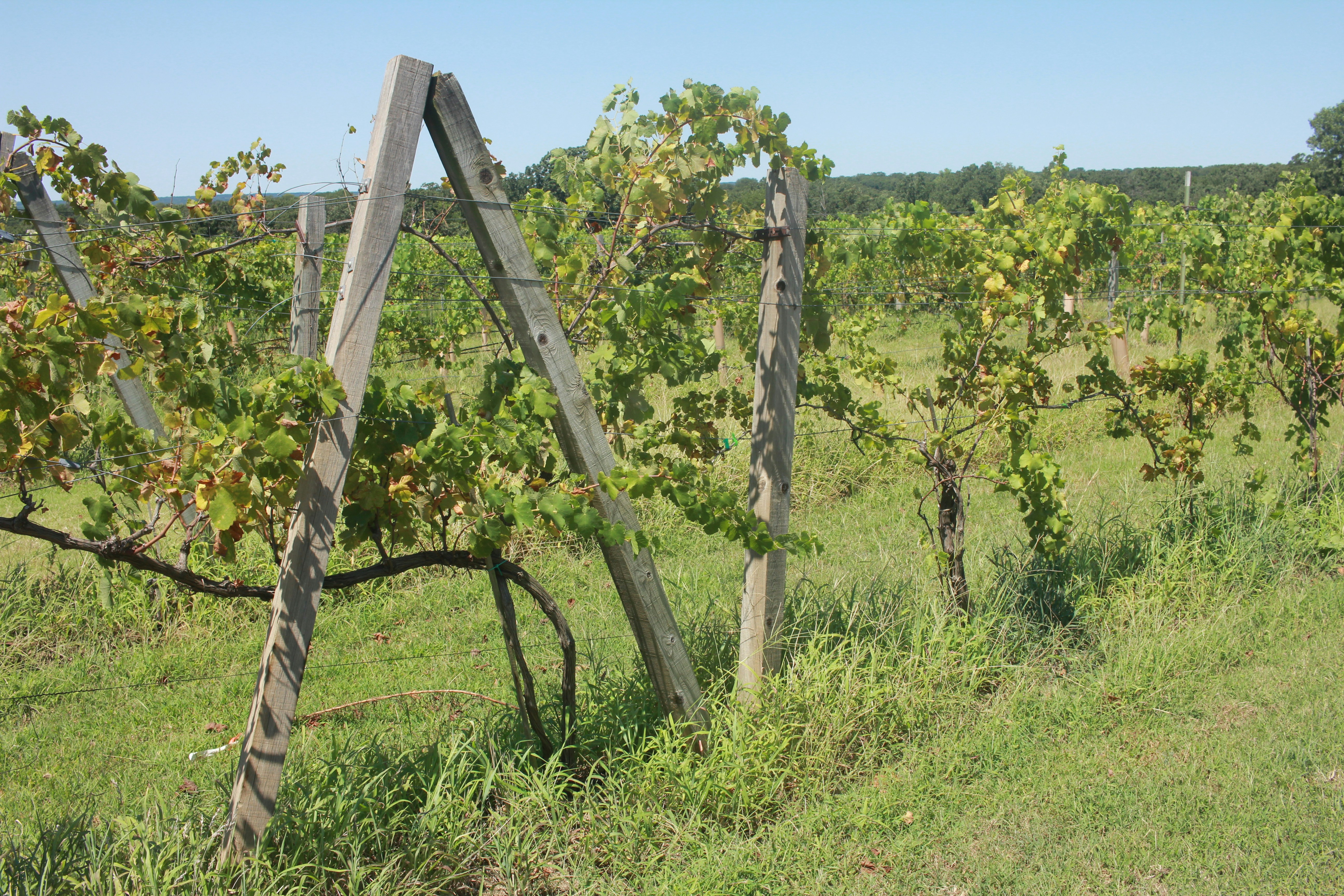 Vineyard