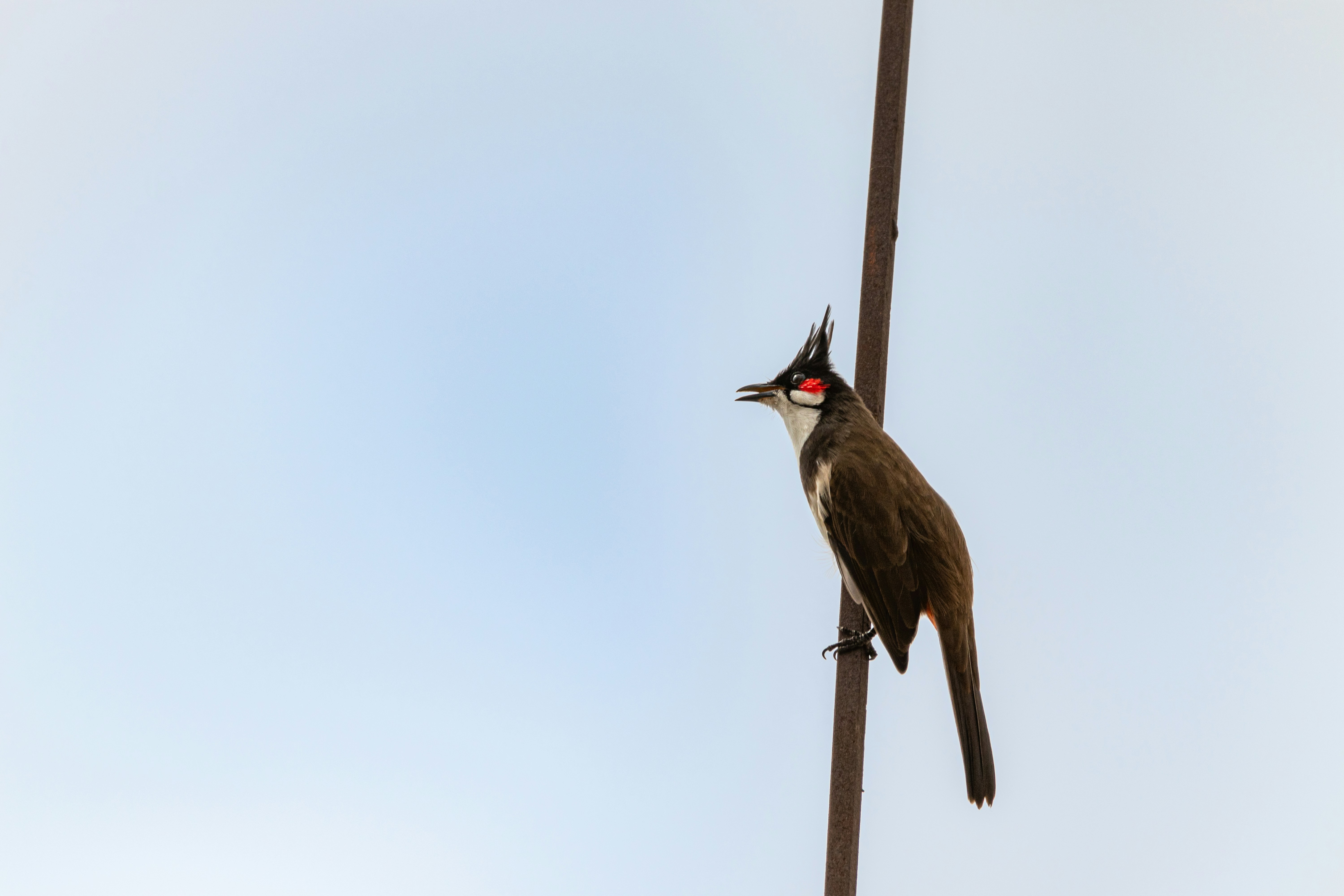 Best 500+ Bulbul Pictures | Download Free Images on Unsplash