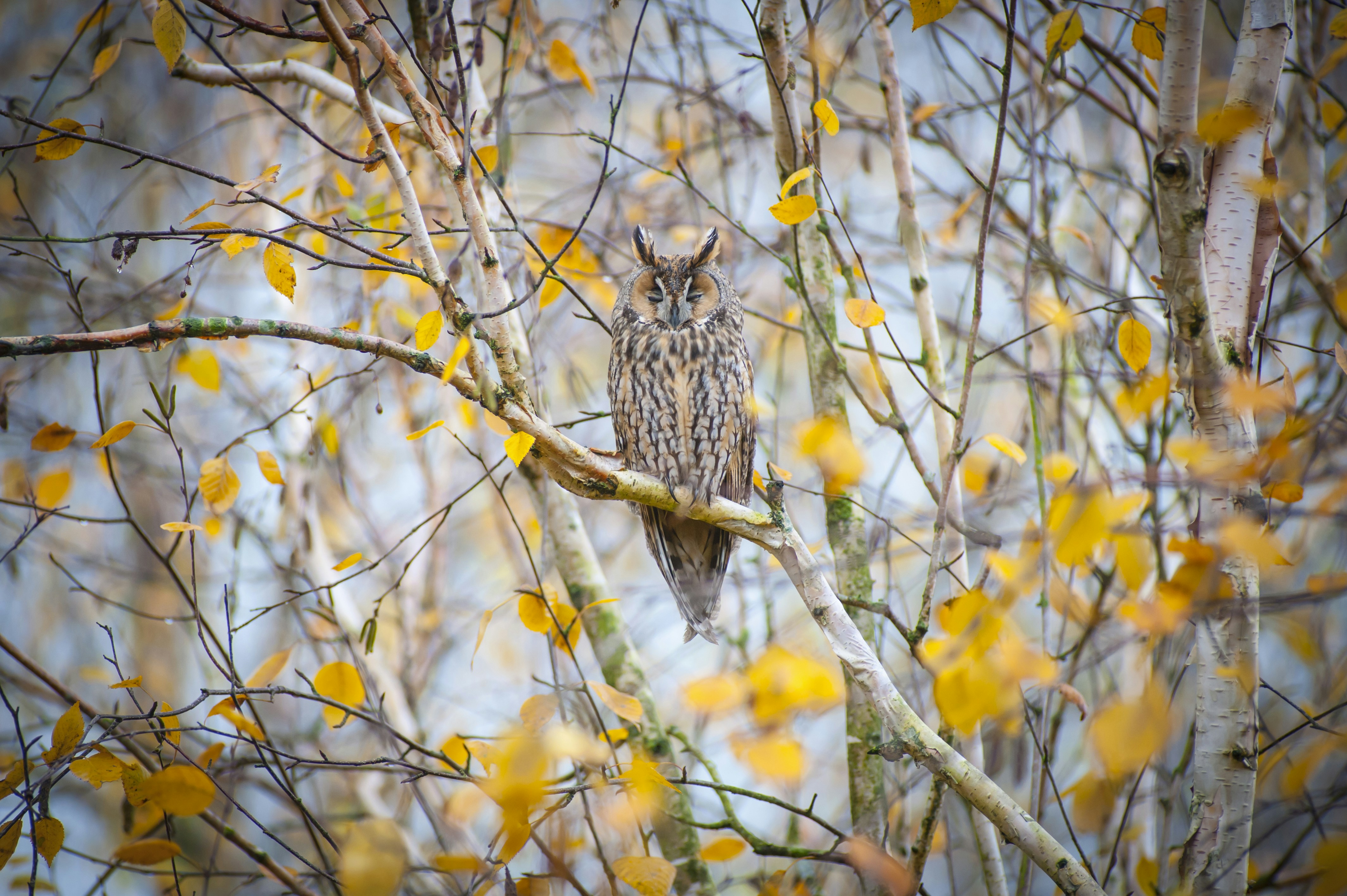A lone owl perched on a branch amid a tangle of yellow autumn leaves, its feather pattern crisply defined as it surveys the surroundings. Photograph.