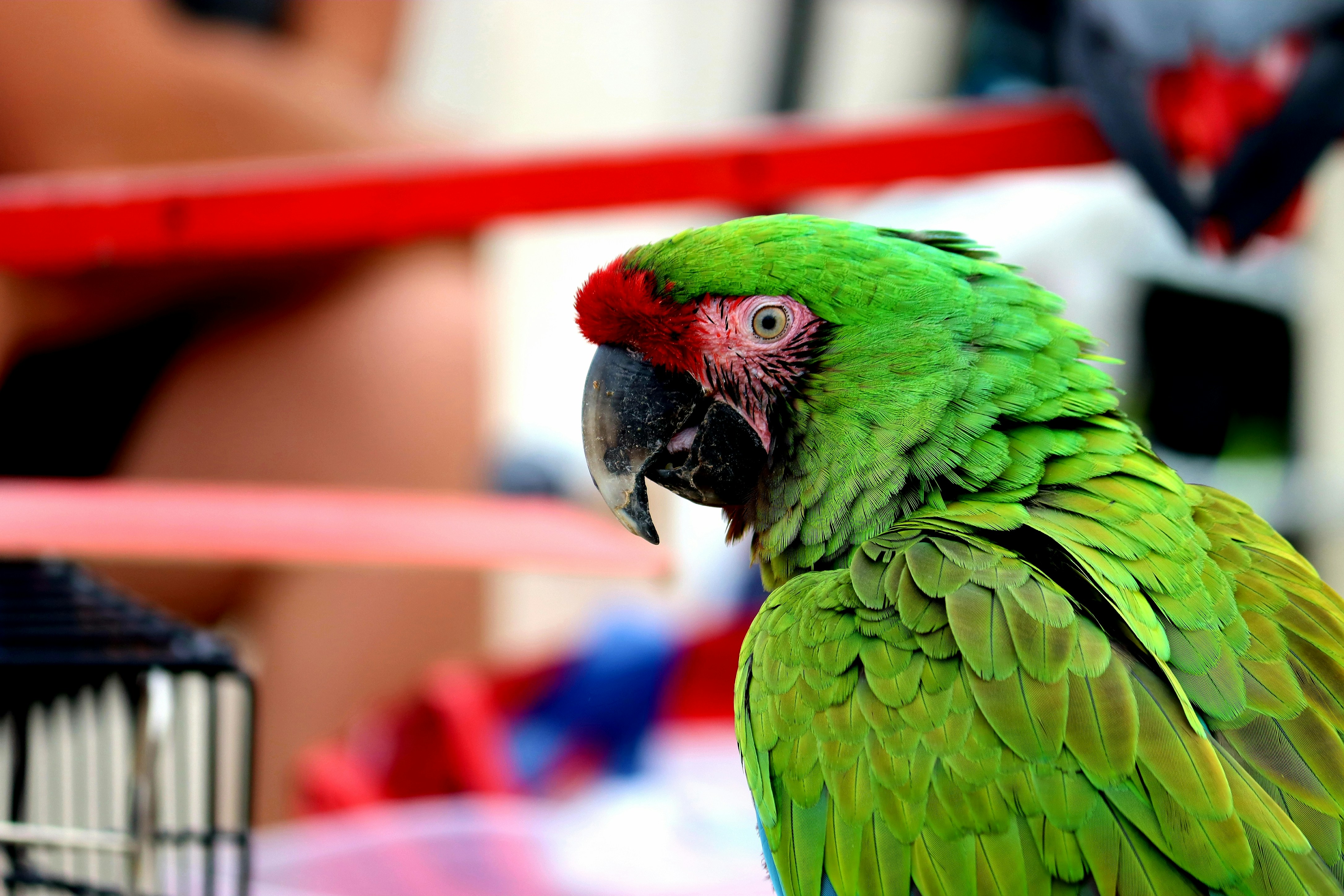 Emerald Crest in Focus: A Macaw Portrait with a Red Forehead