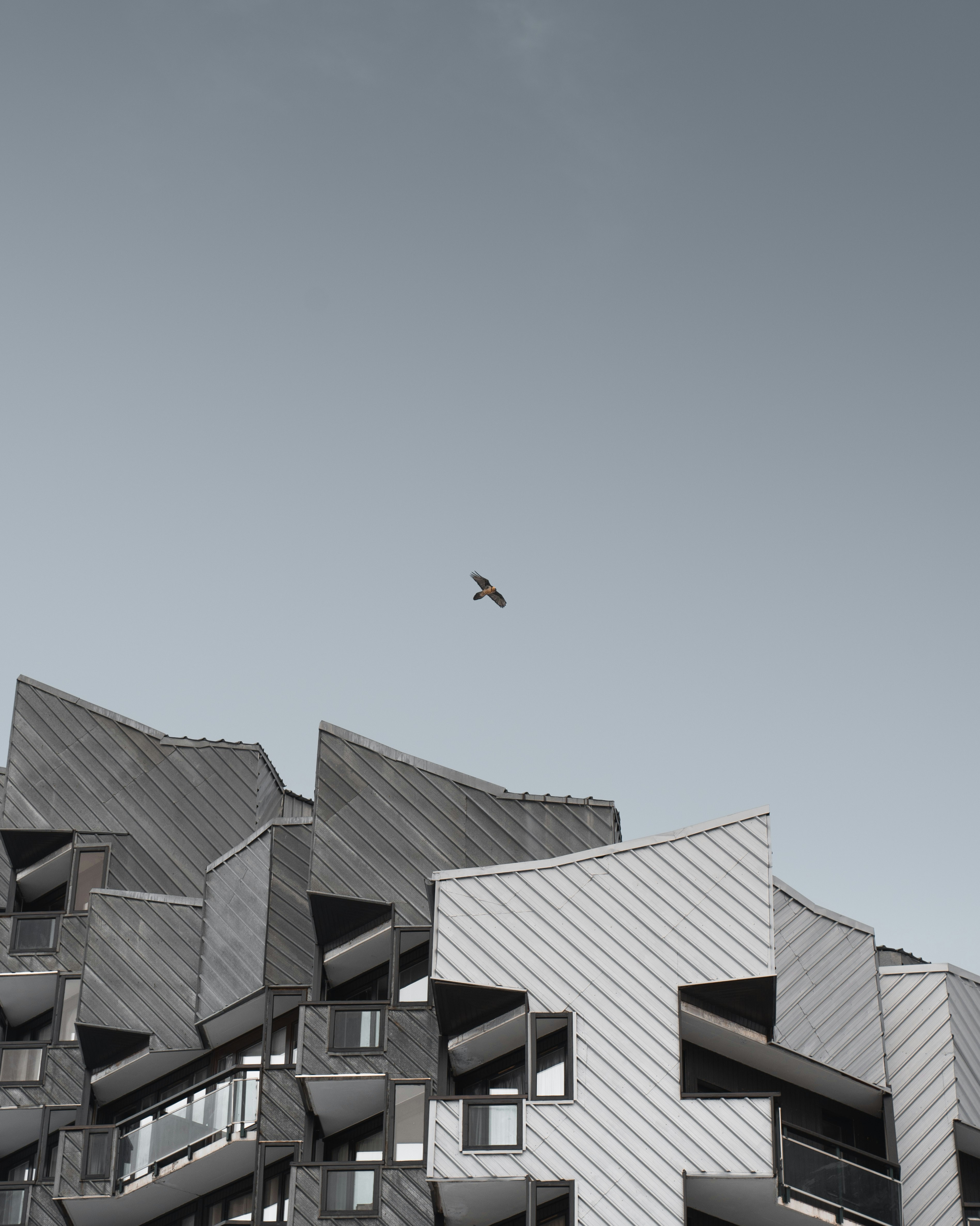 Modern building with angular design juxtaposed against a clear sky, featuring a bird in flight above.