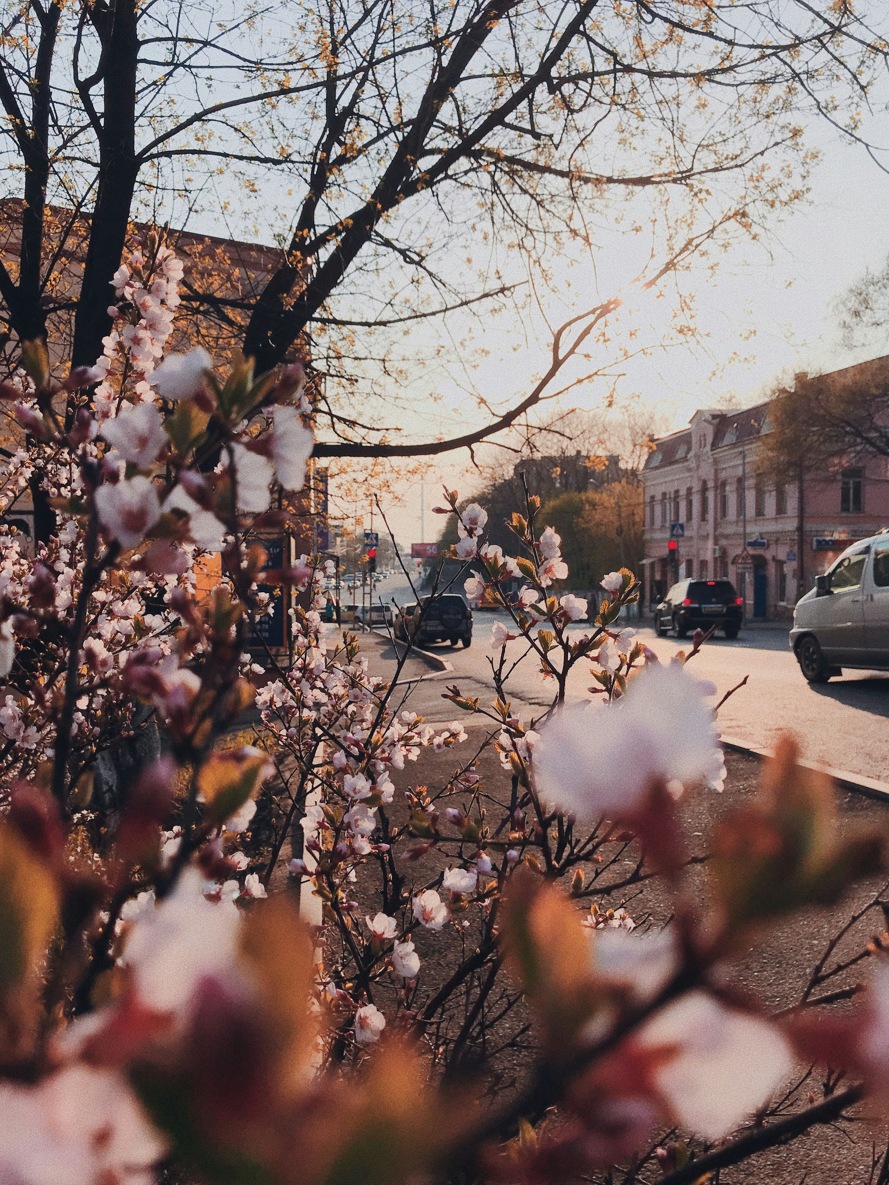Blossoms Framing a Golden Hour Street