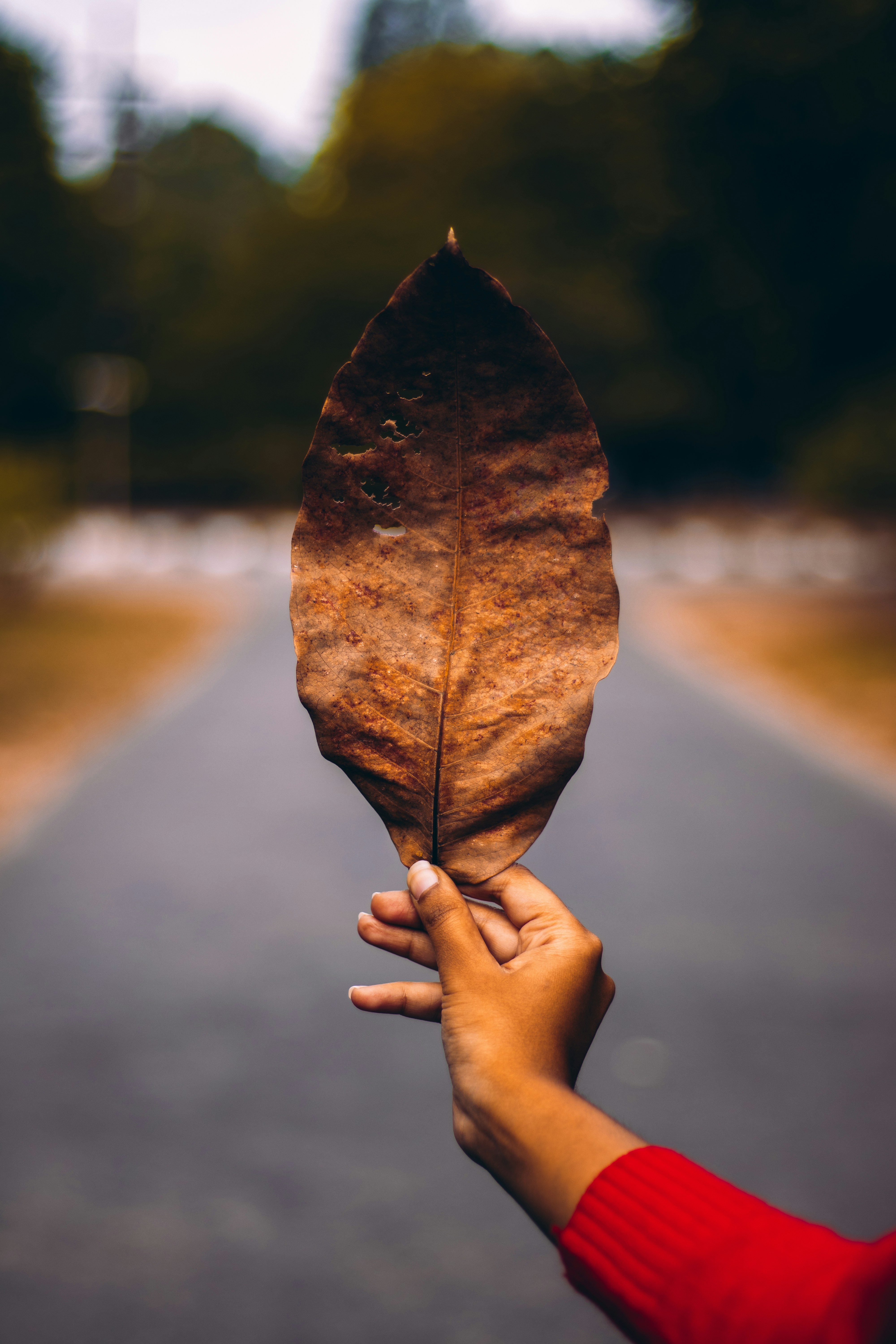 Fall's Focal Breath: A Leaf Framed by a Quiet Road