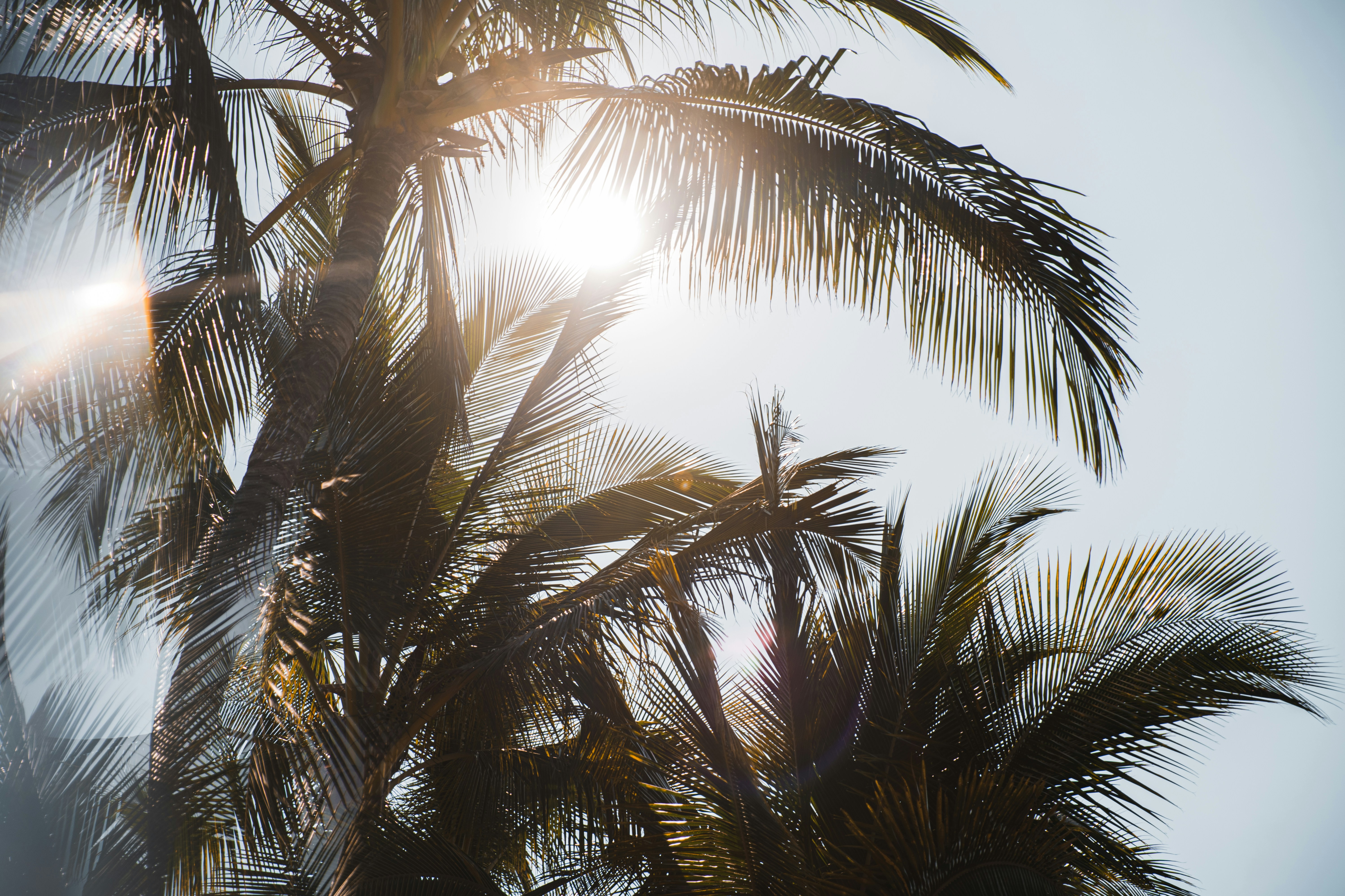 Sunlight filters through palm fronds against a clear sky.