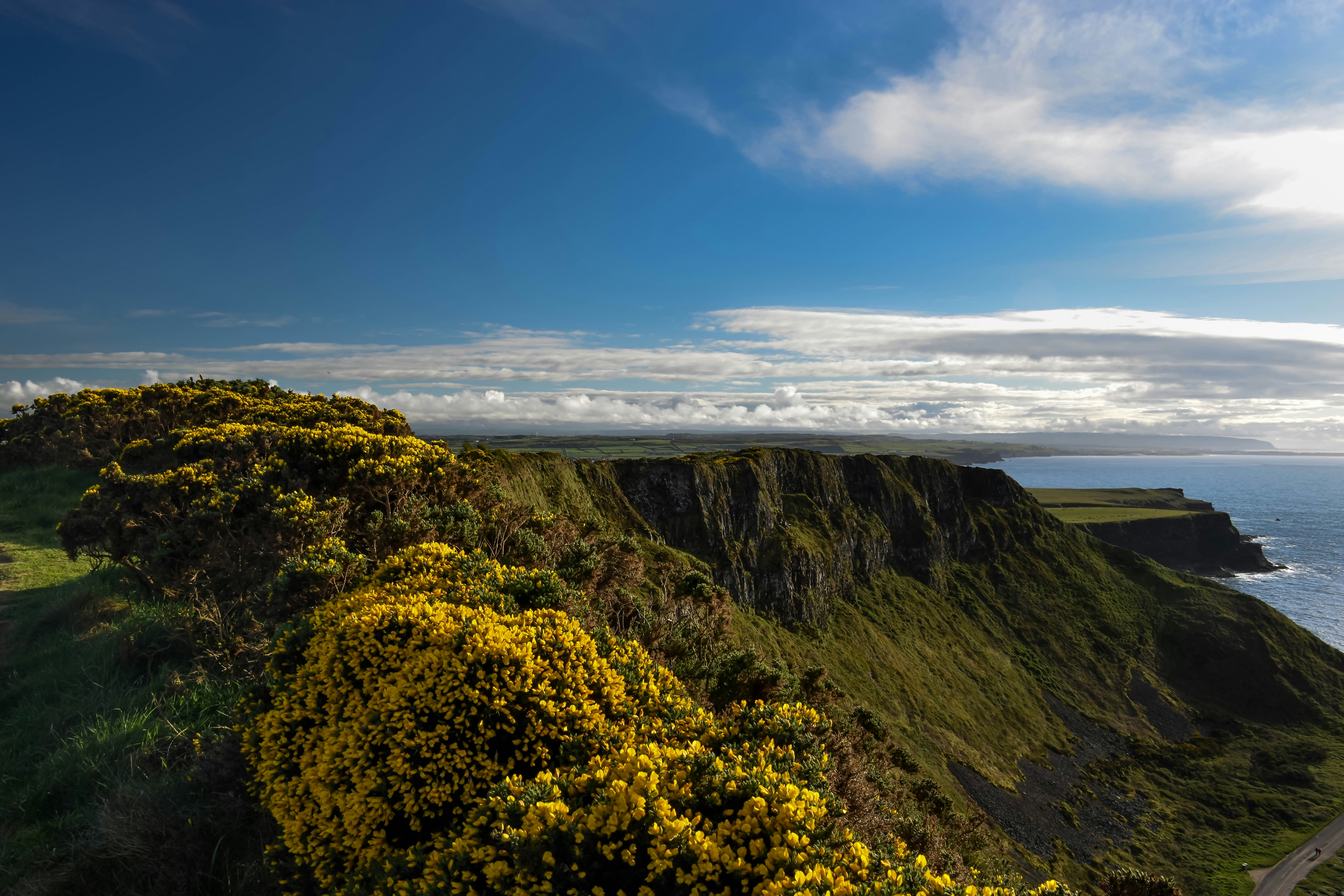 Vibrant yellow flowers flourish atop a rugged cliff, overlooking a serene coastline under a dynamic sky.