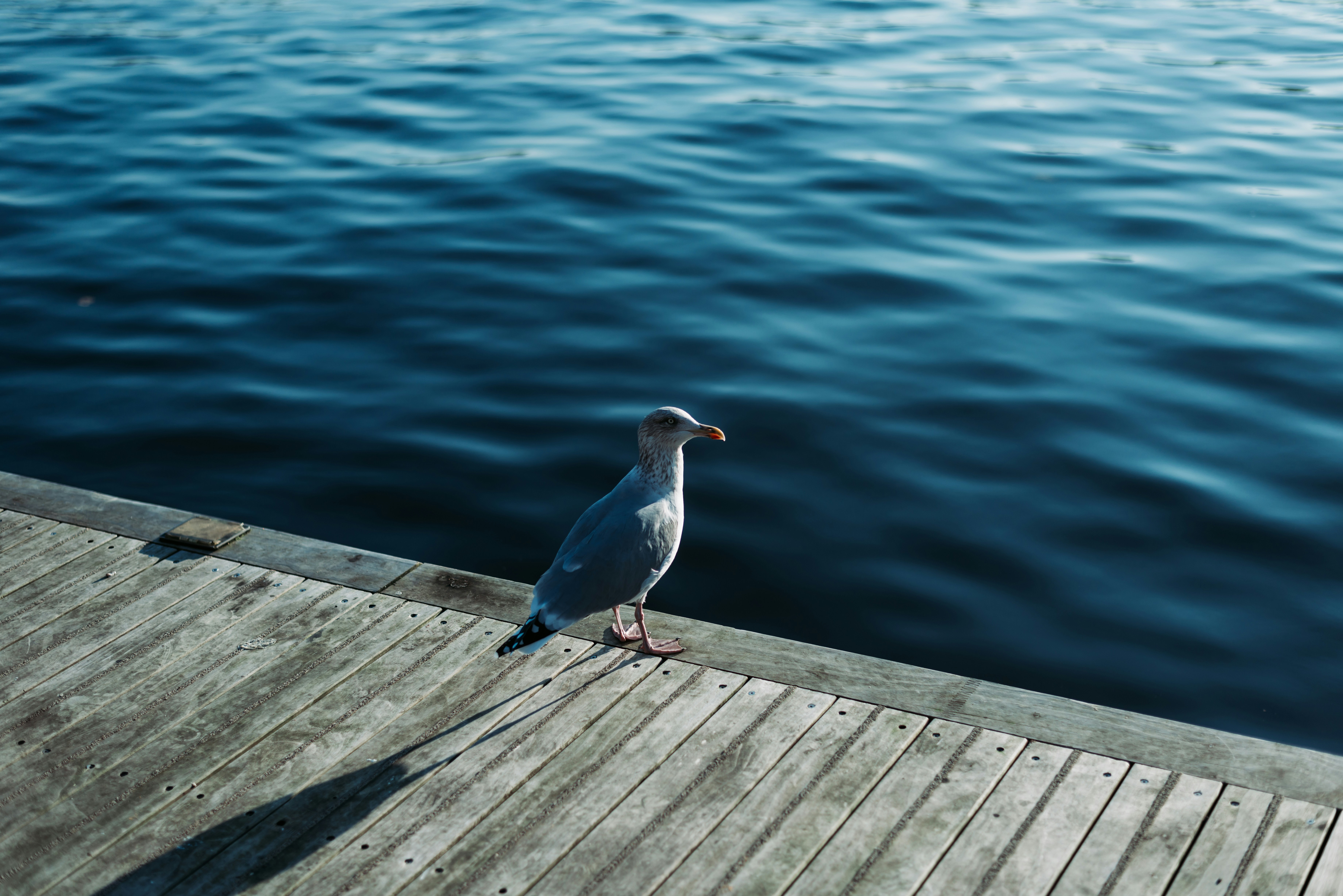 Solitary Seagull at the Pier: Quiet Blue Reflections on Weathered Wood