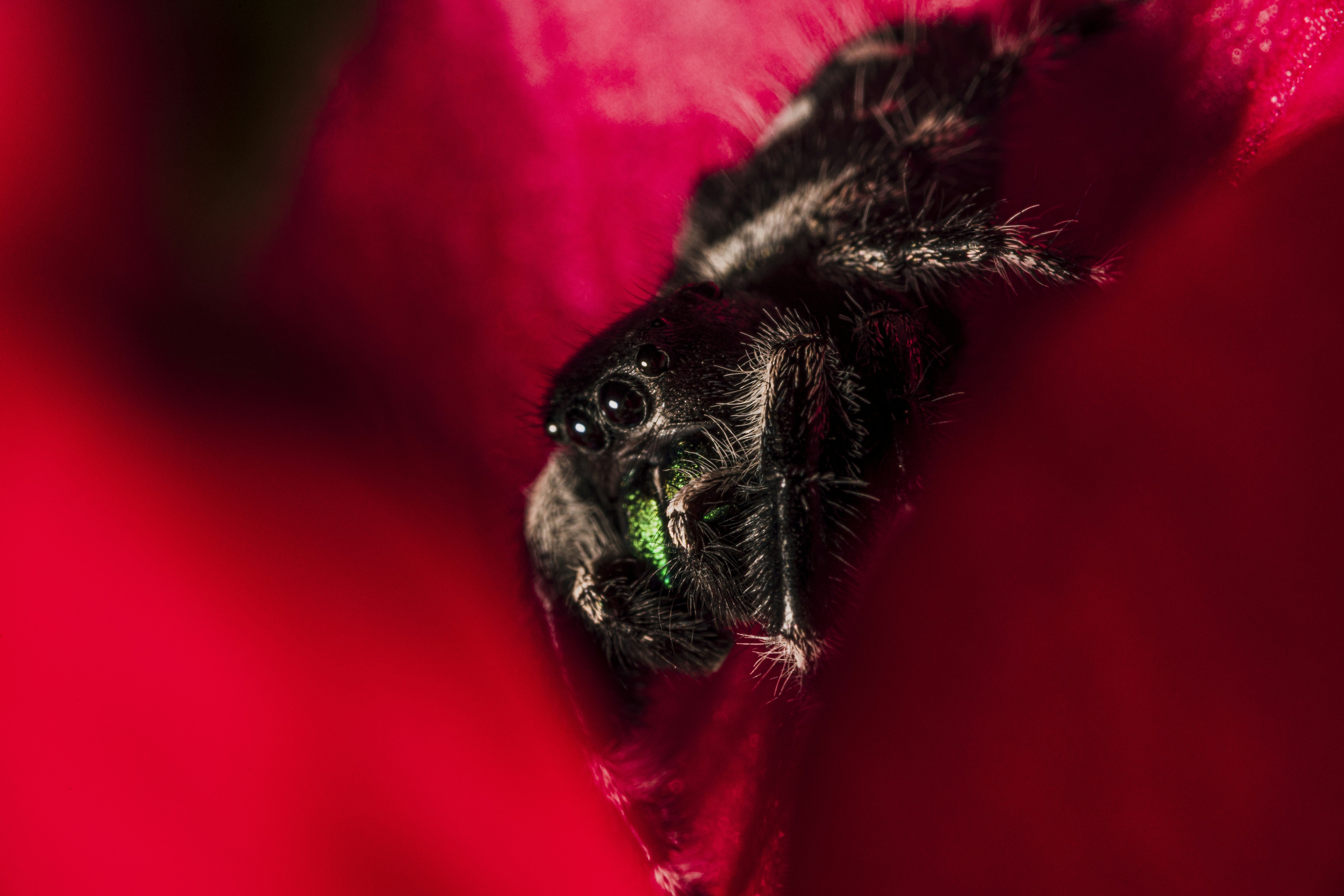 Crimson Veil: A Macro Portrait of a Bumblebee Among Red Petals