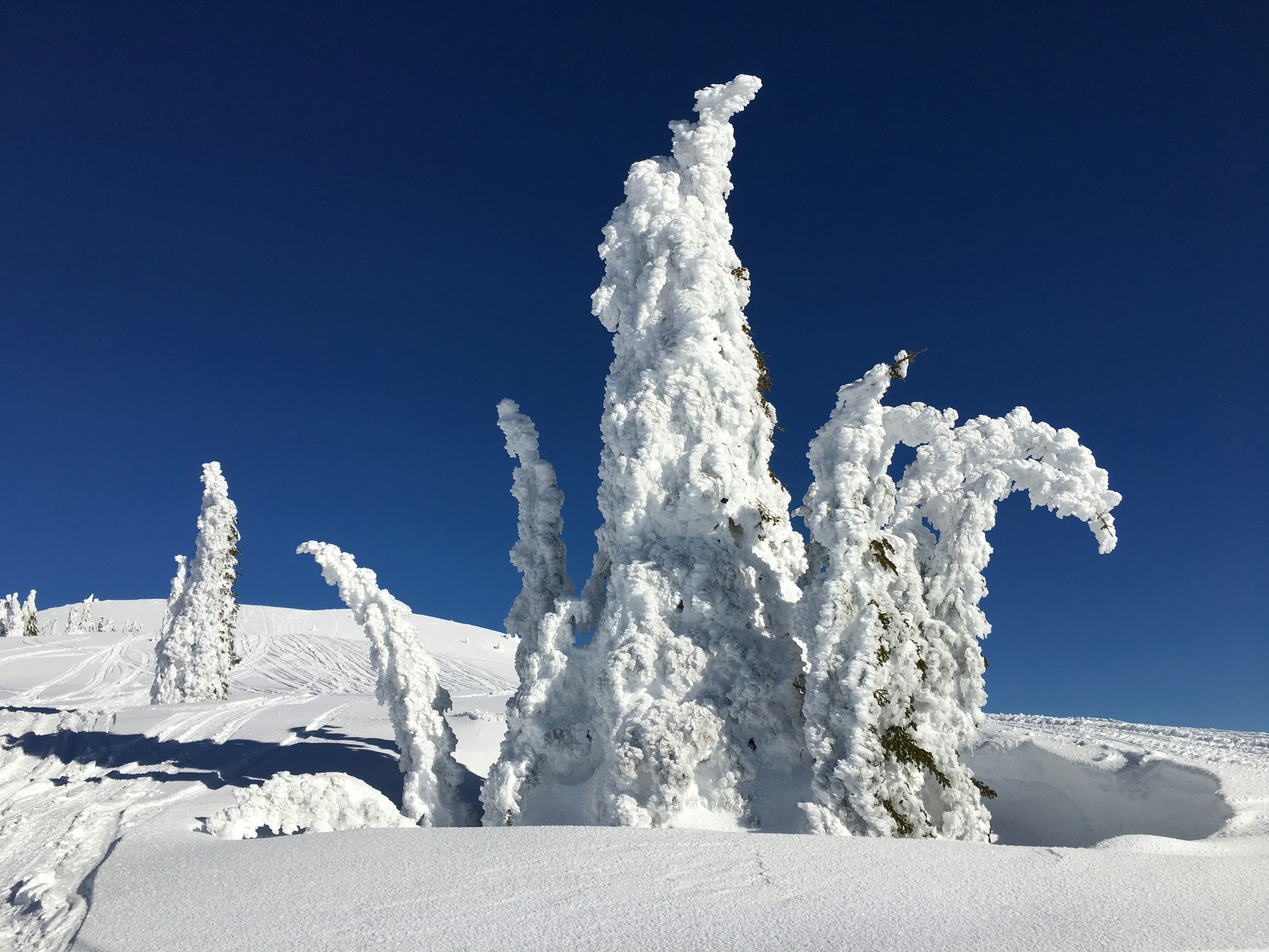 Snow covered plant during daytime photo – Free Grey Image on Unsplash