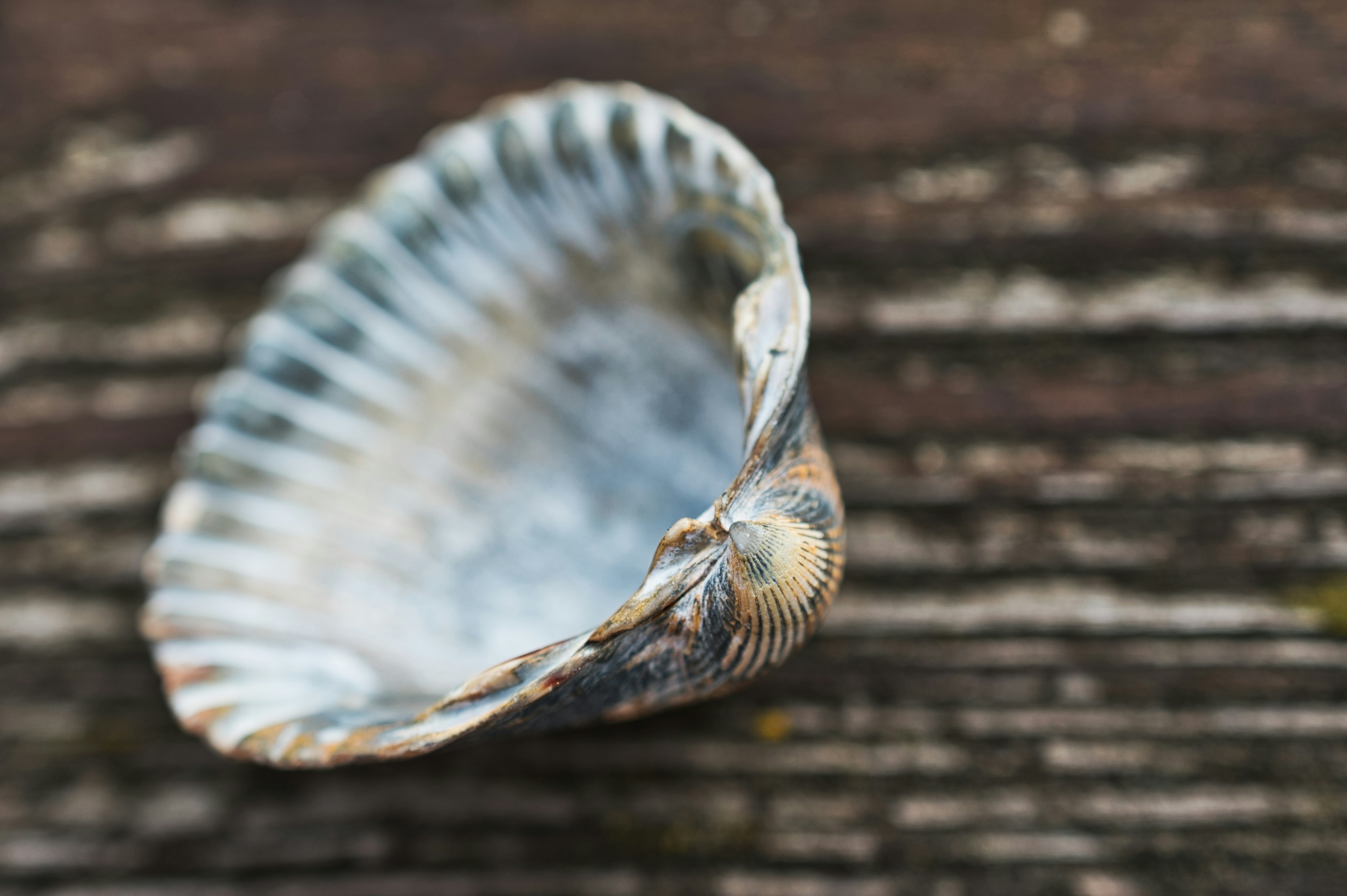 Intricate seashell resting on weathered wooden surface, showcasing natural textures and patterns.