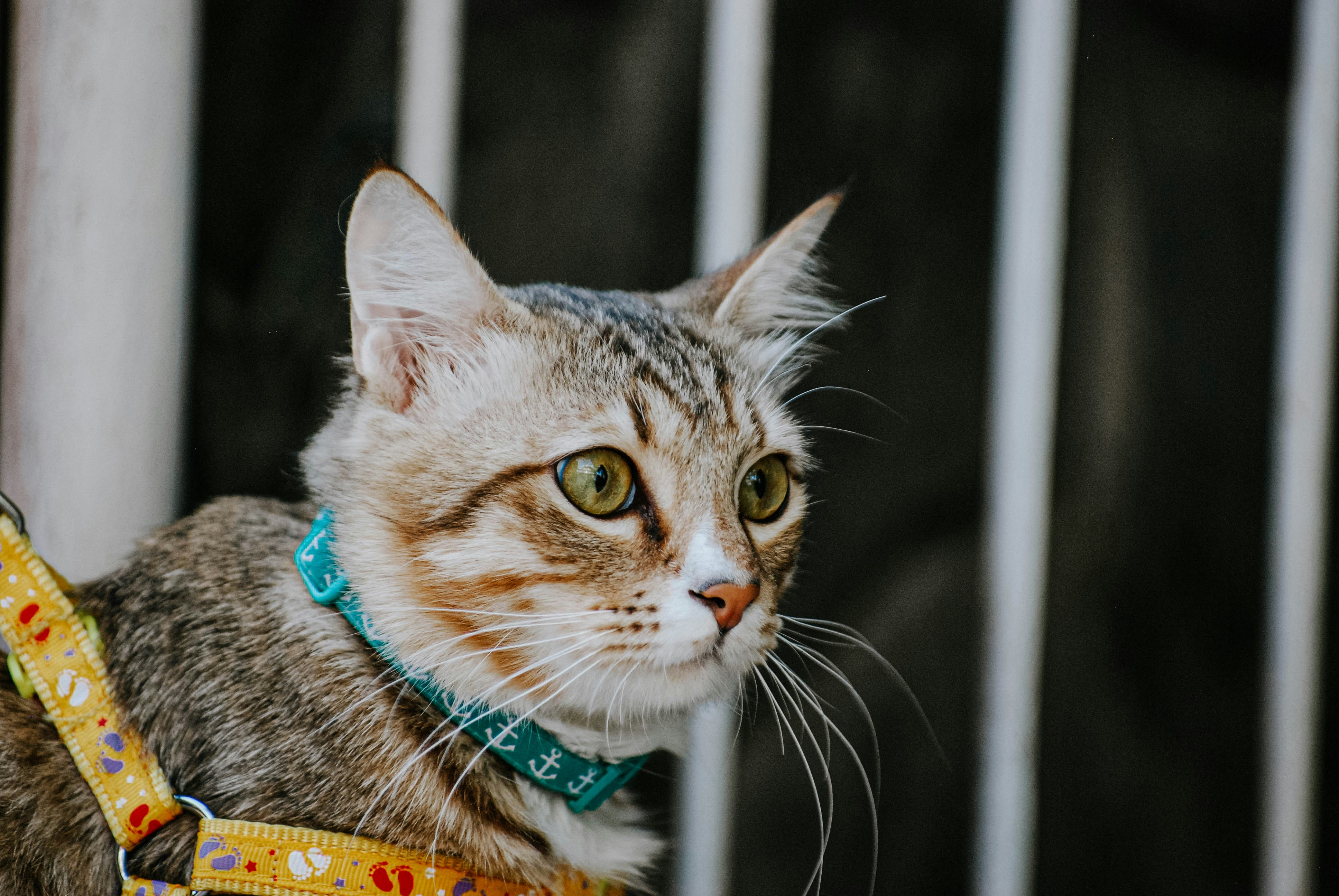 Gaze Beyond the Bars: a tabby cat in turquoise collar