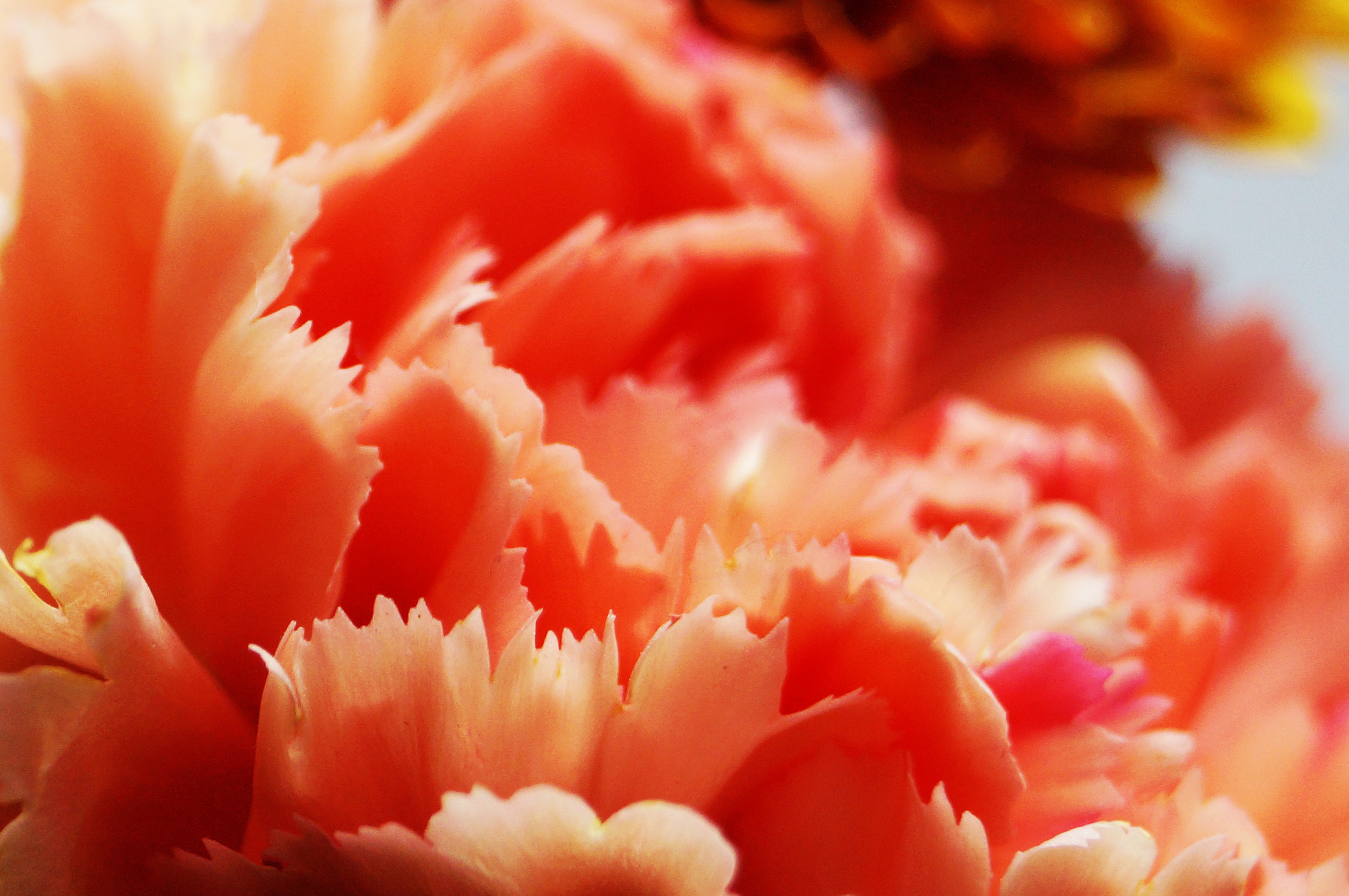 Close-up of coral-hued flower petals with intricate textures and layers, showcasing the beauty of nature's design.