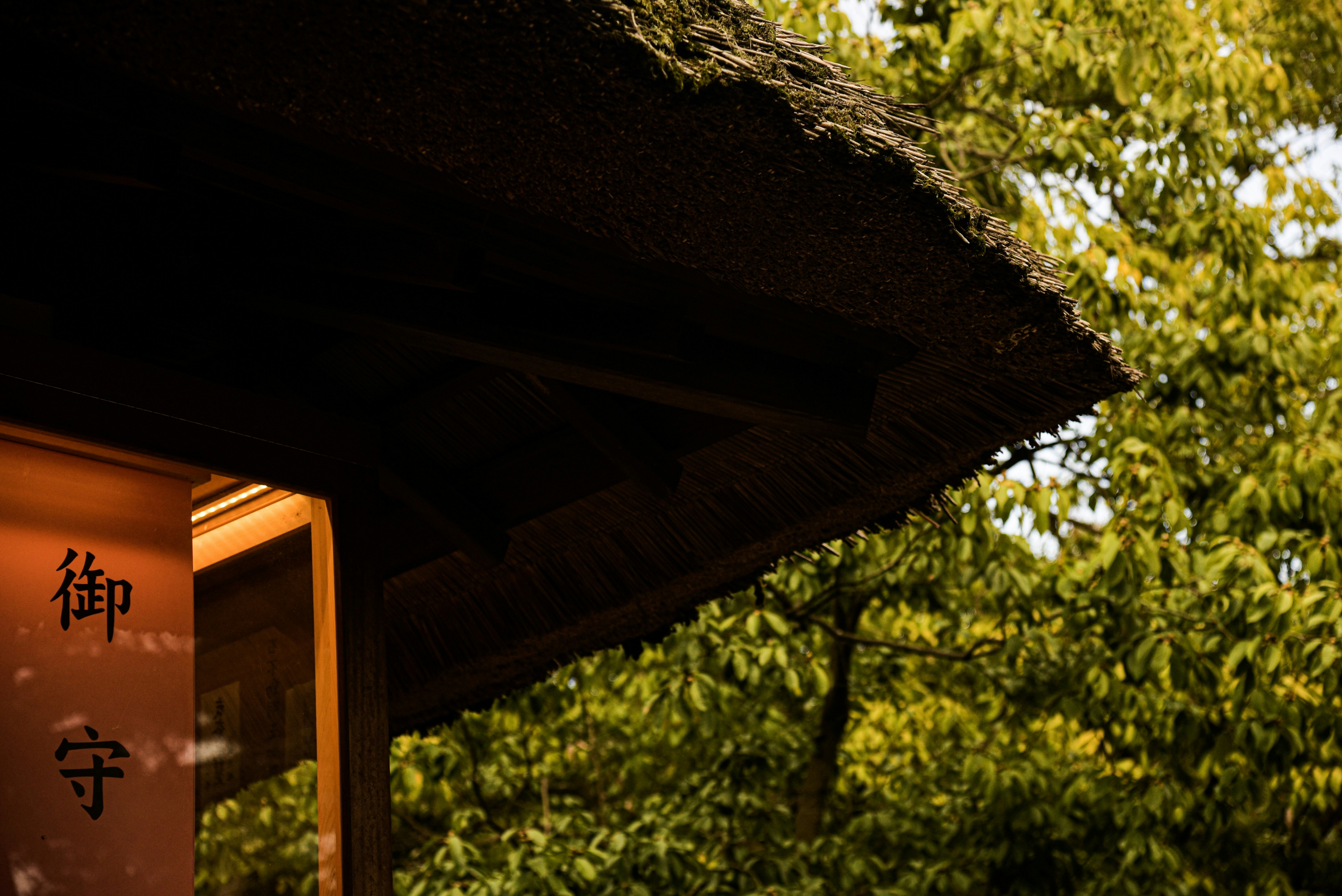 Green-leafed tree beside building photo – Free Japan Image on Unsplash