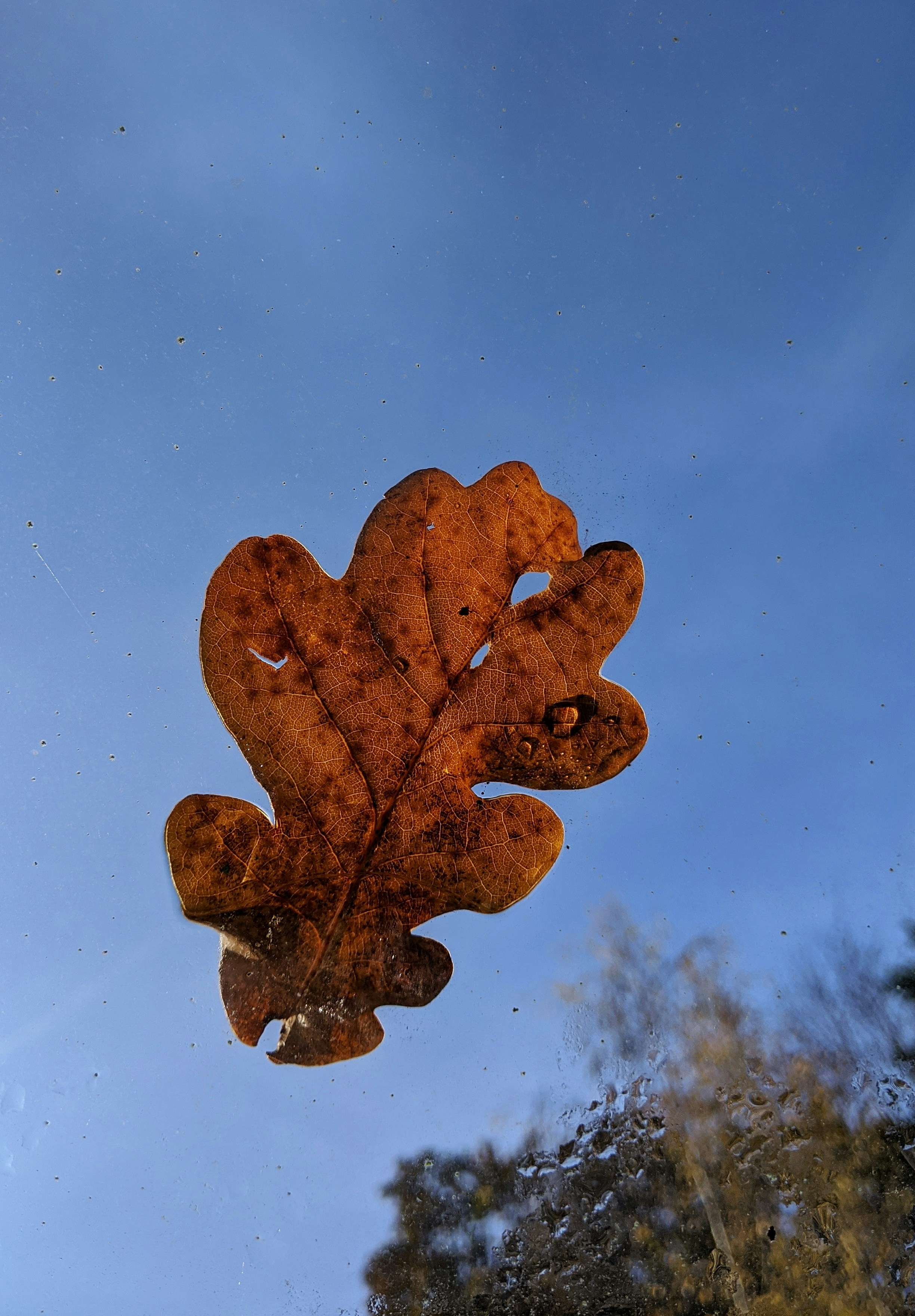 A lone leaf on the skylight window on a blue sky background