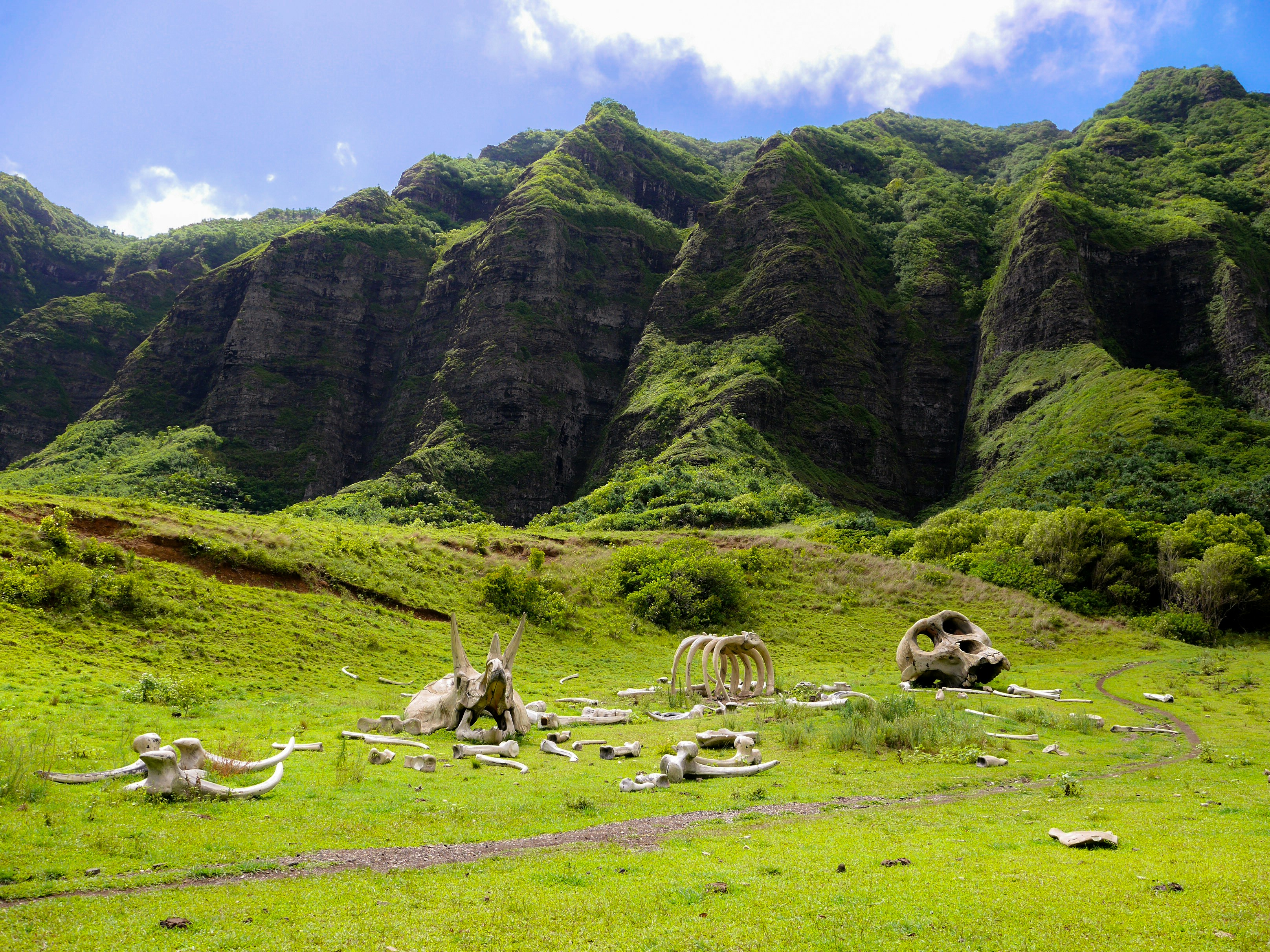 Animal skeletons scattered on green field photo – Free Kaneohe Image on ...