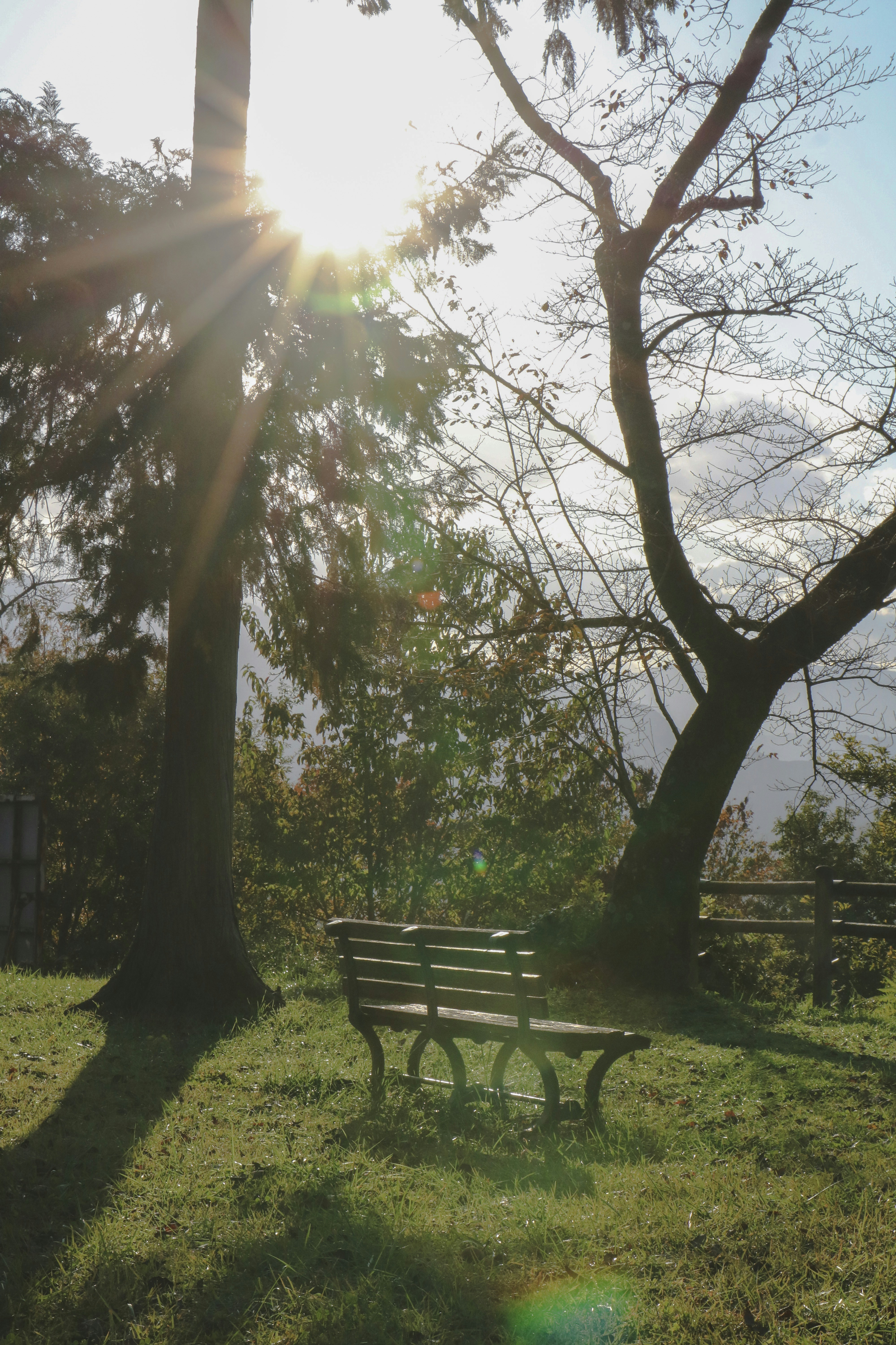 A solitary bench sits in a sunlit clearing surrounded by trees, casting long shadows on the grass. The scene evokes a sense of tranquility and solitude.