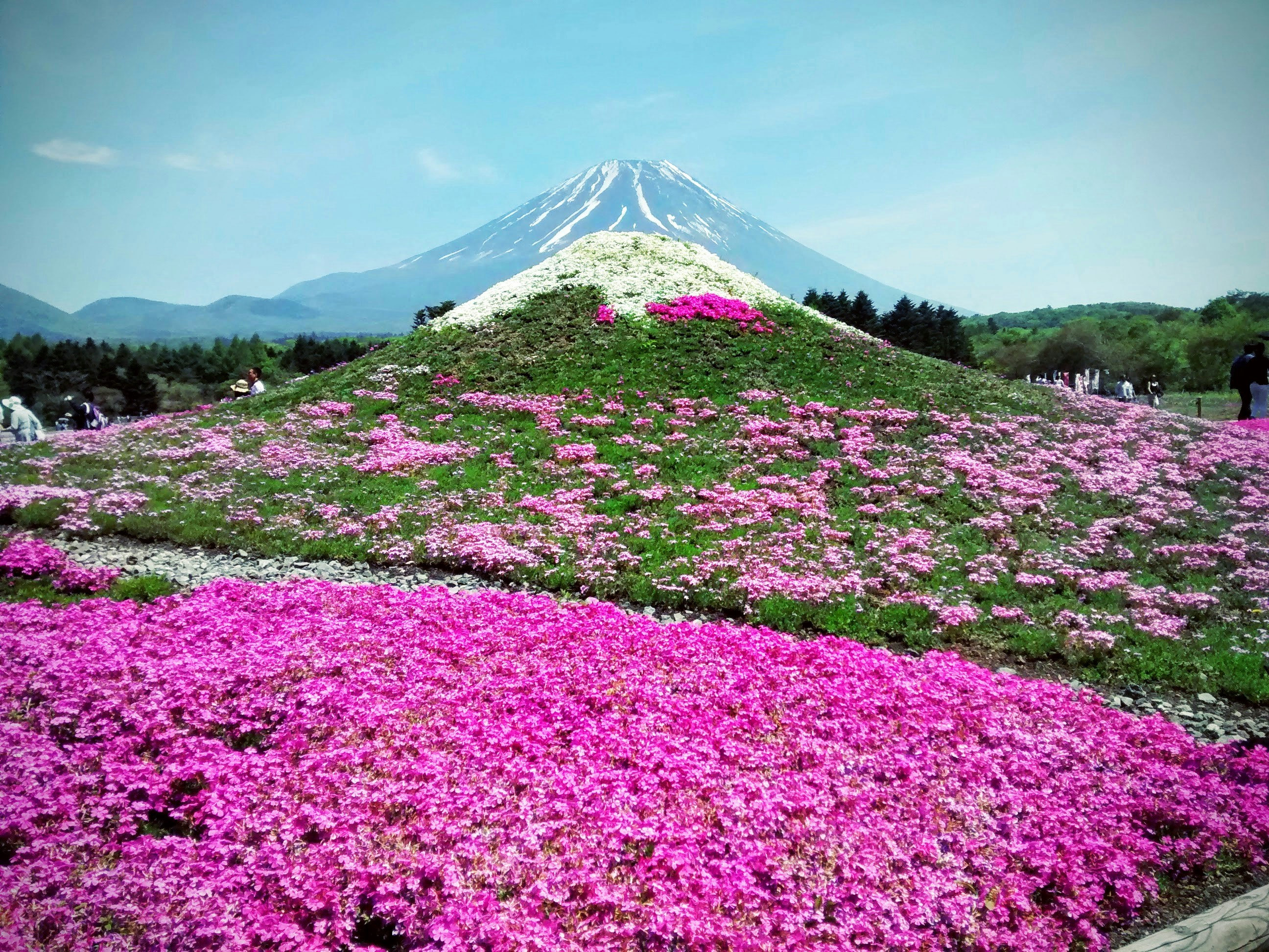 Expansive field of pink flowers with a distant snow-capped mountain under a clear blue sky.