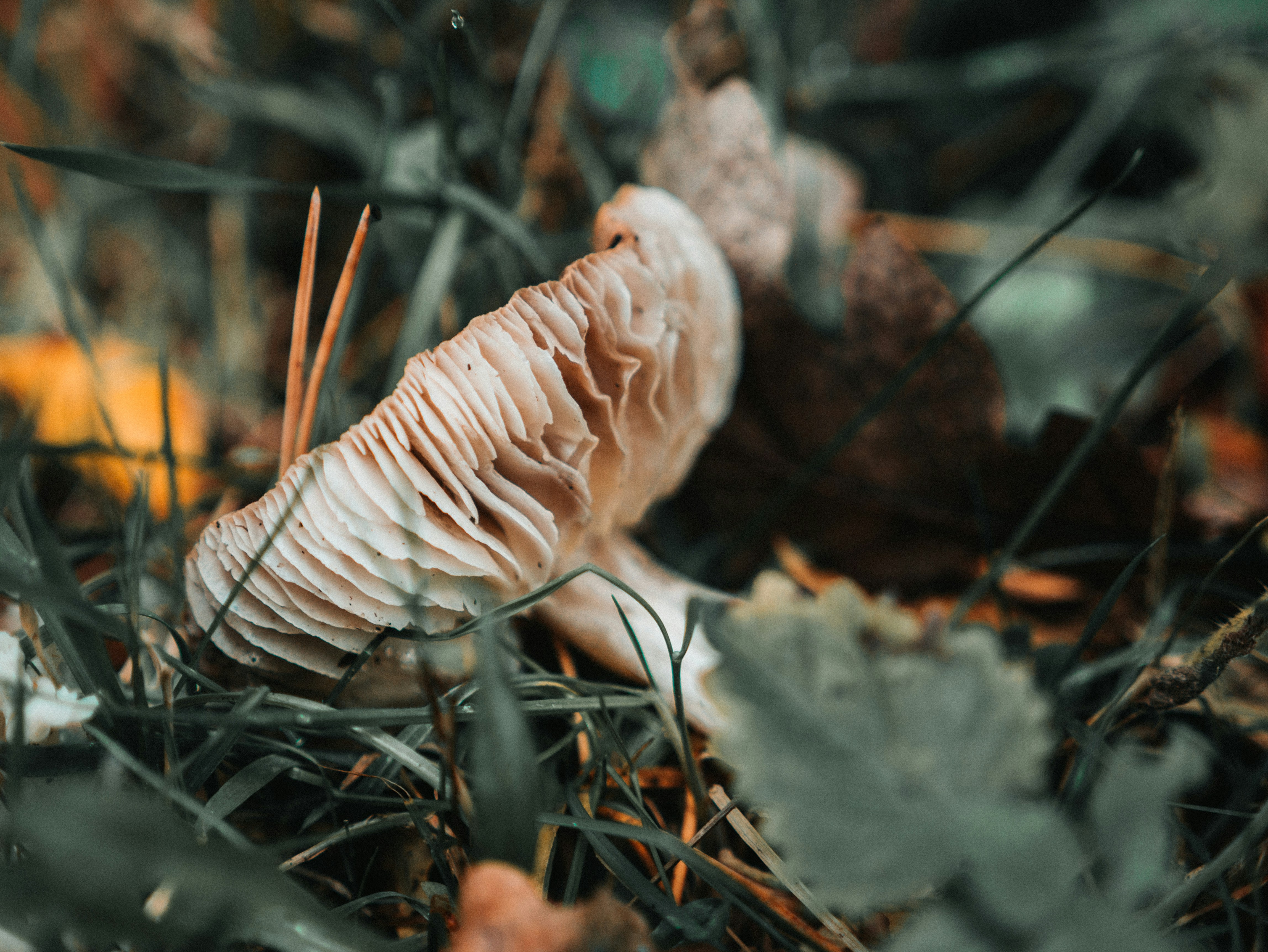 Ribbed Mushroom Crown Peeking Through Dusky Grass