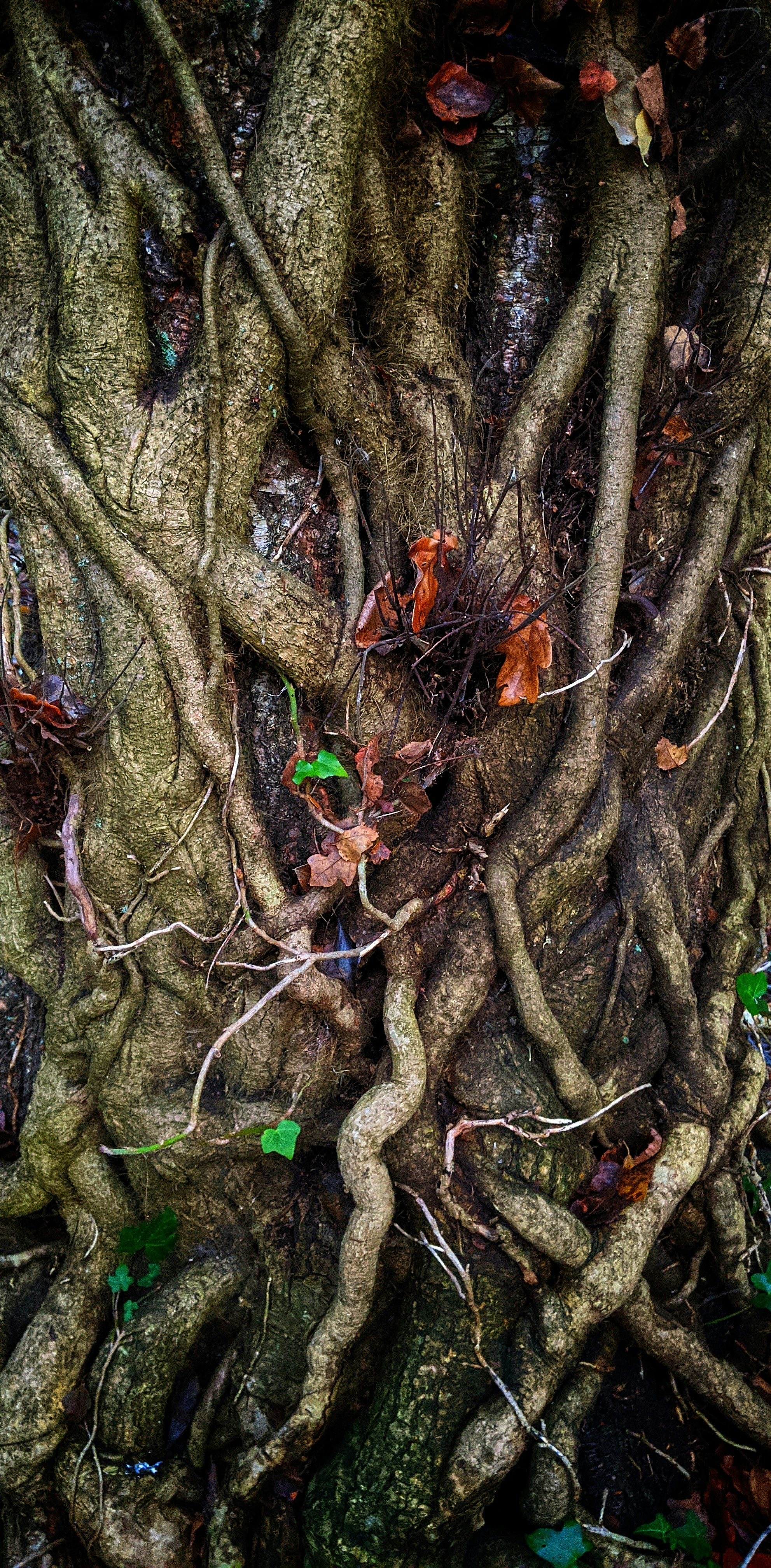 A very large tree with very many branches photo – Free Uk Image on Unsplash