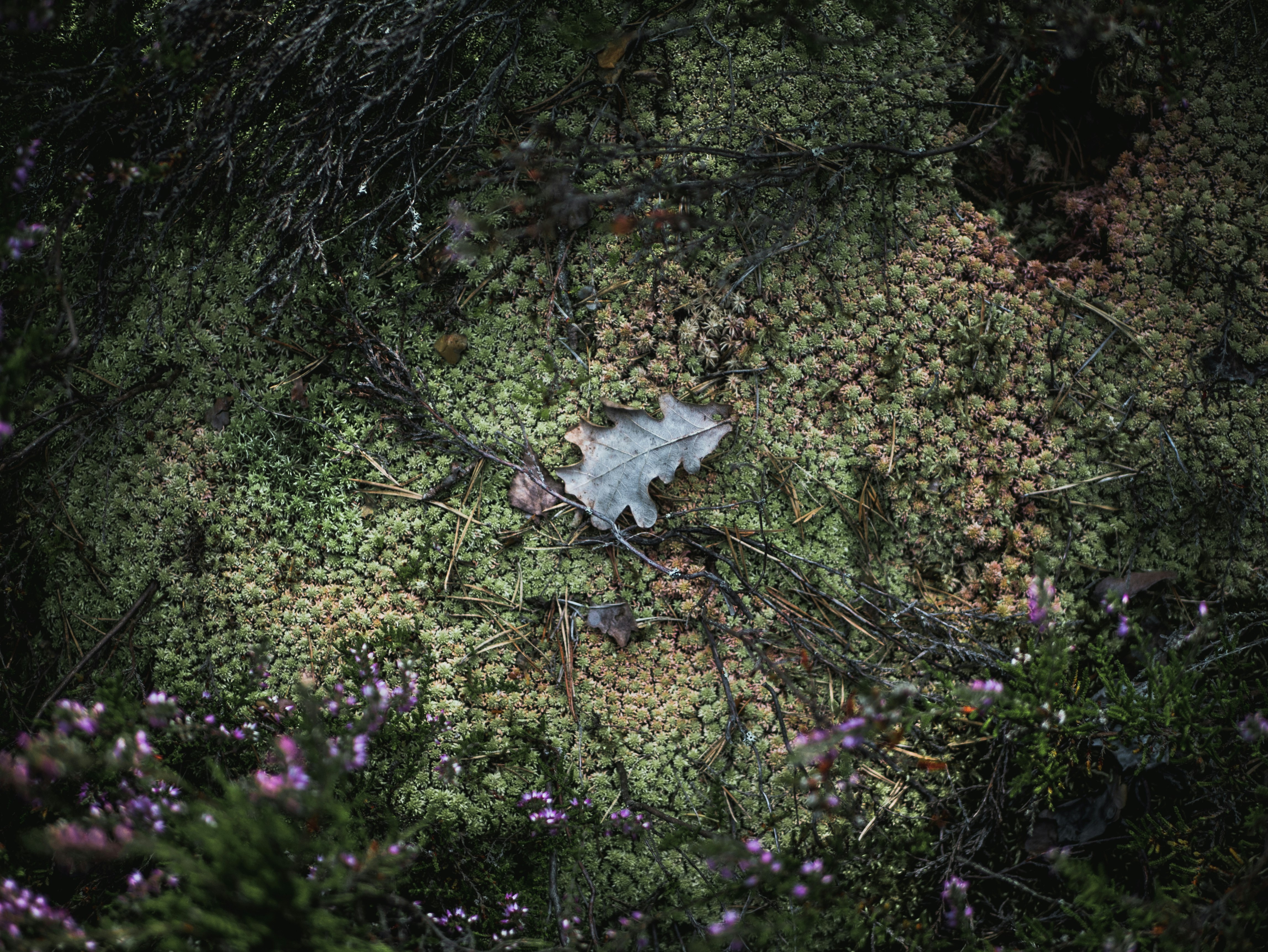 Pale Leaf in a Mossy Mosaic