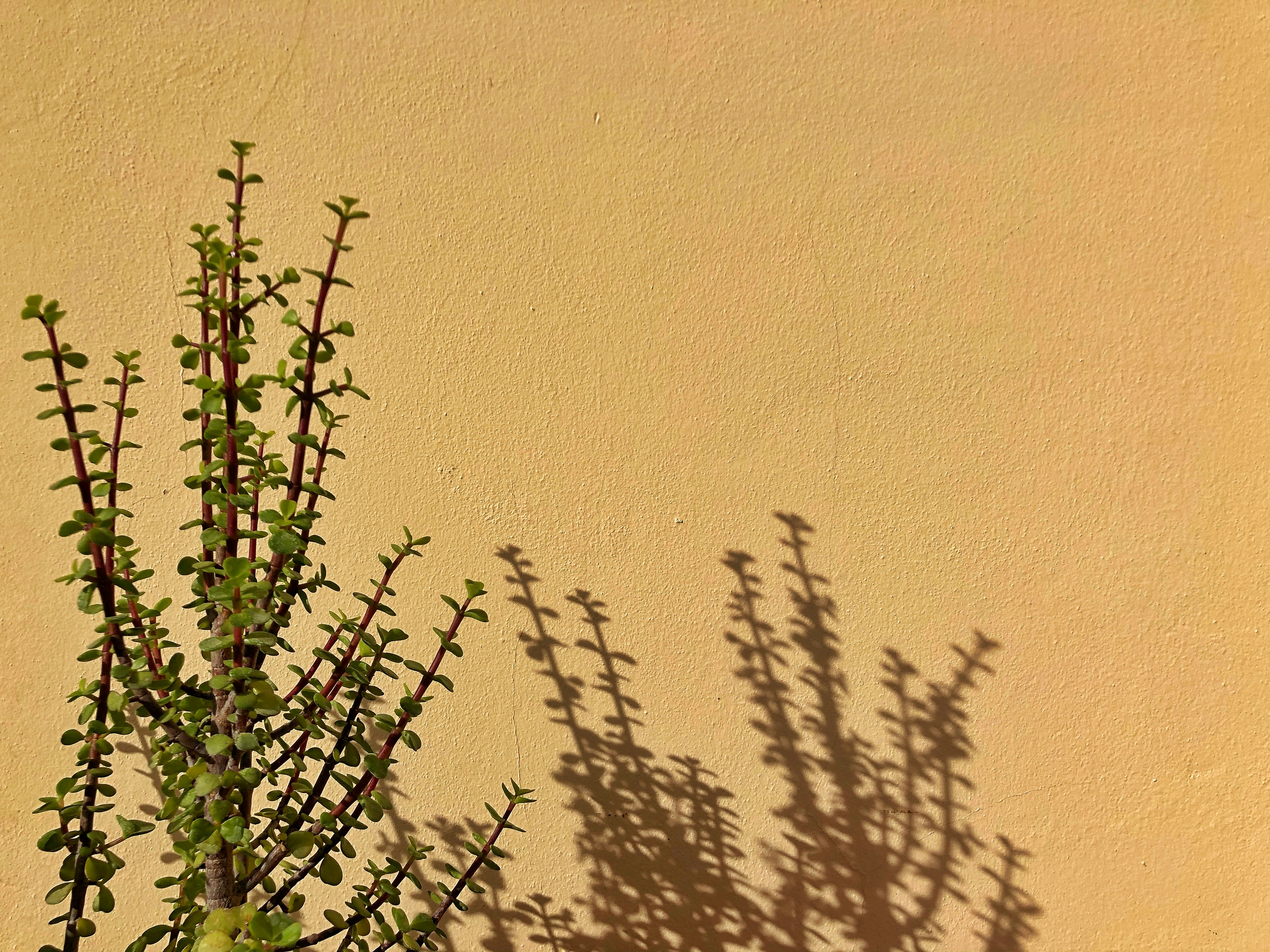 Verdant Spires Against a Golden Wall: A Sunlit Plant and Its Shadow Play