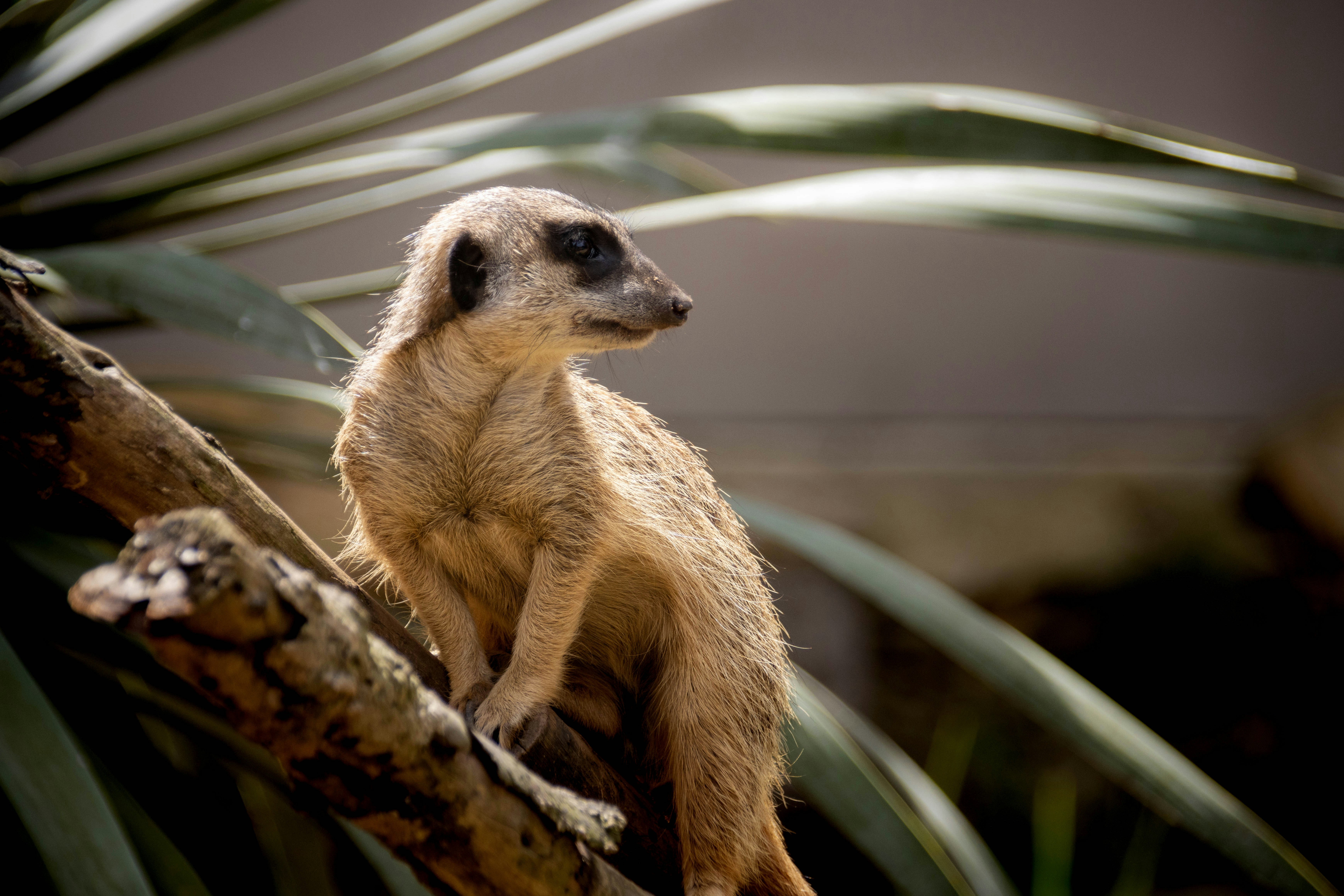 Meerkat