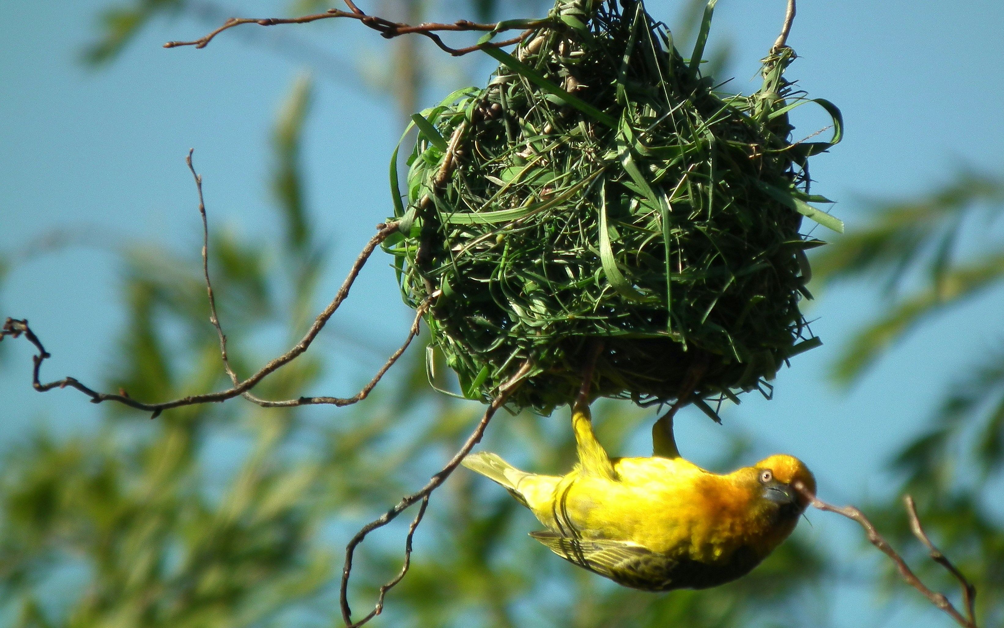 Sunlit Yellow Bird Beside a Tangled Green Nest Under a Clear Blue Sky
