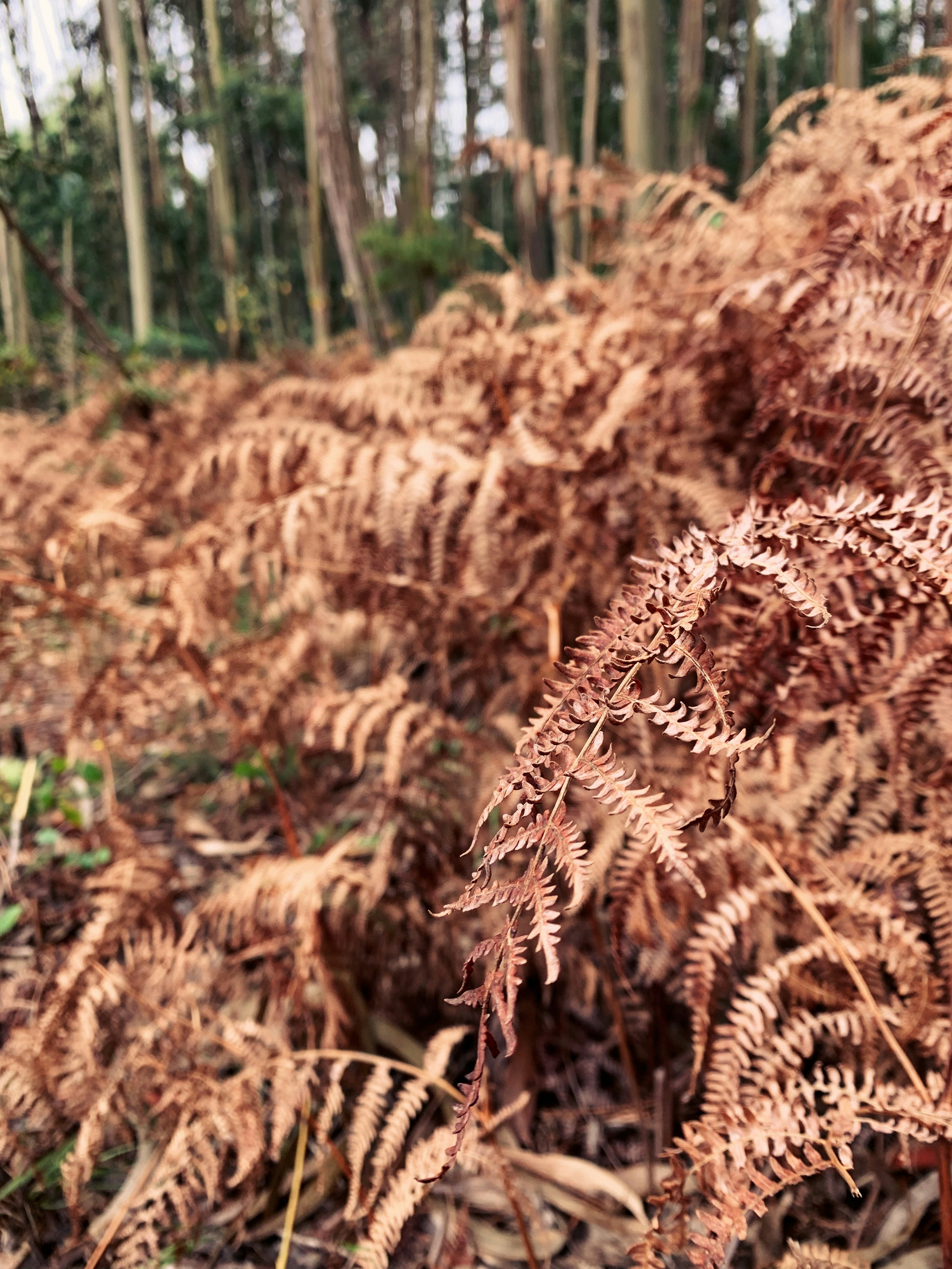Bronzed Ferns in a Quiet Pine Understory
