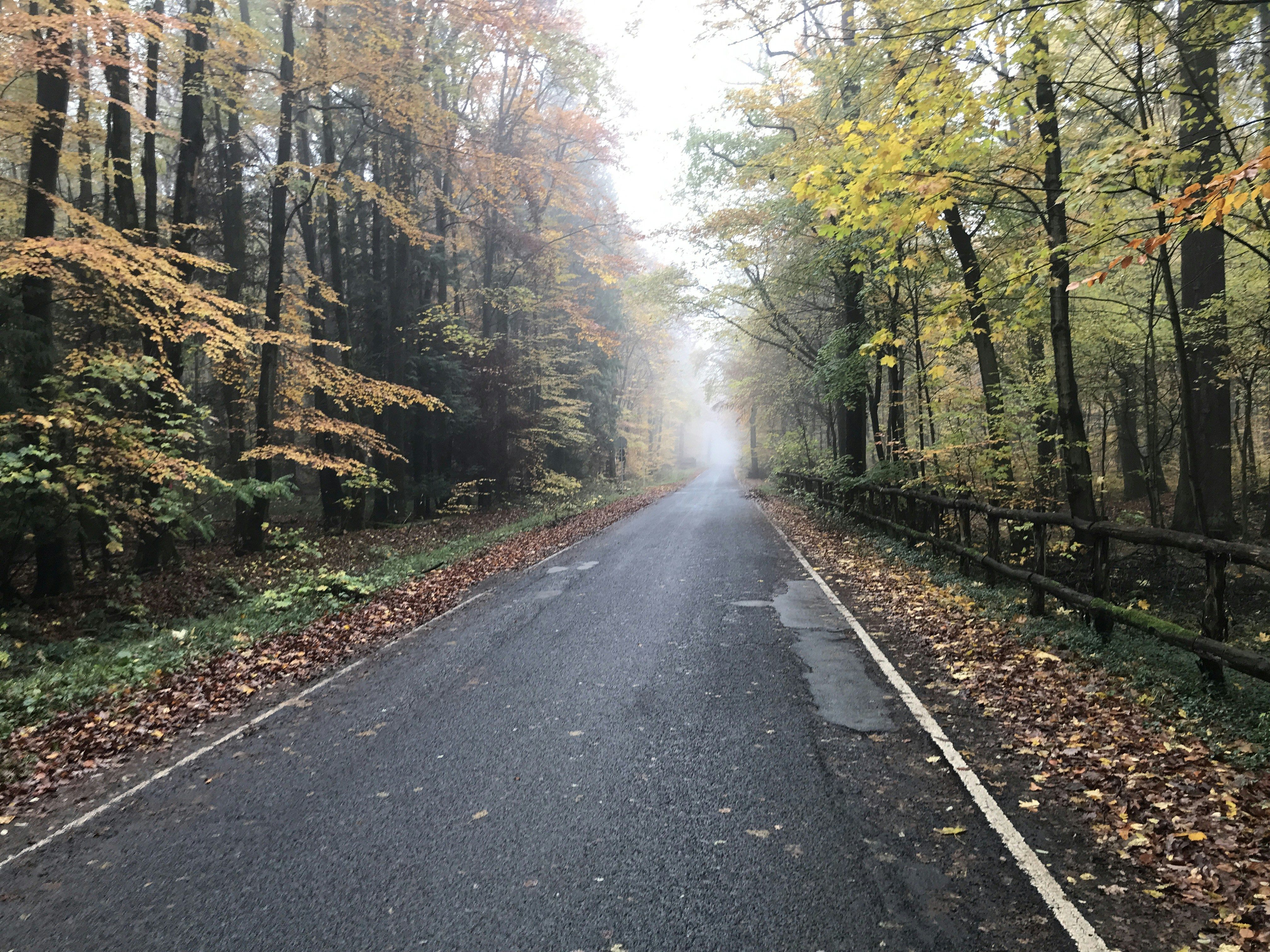 Misty Roadway Through Autumn Woods