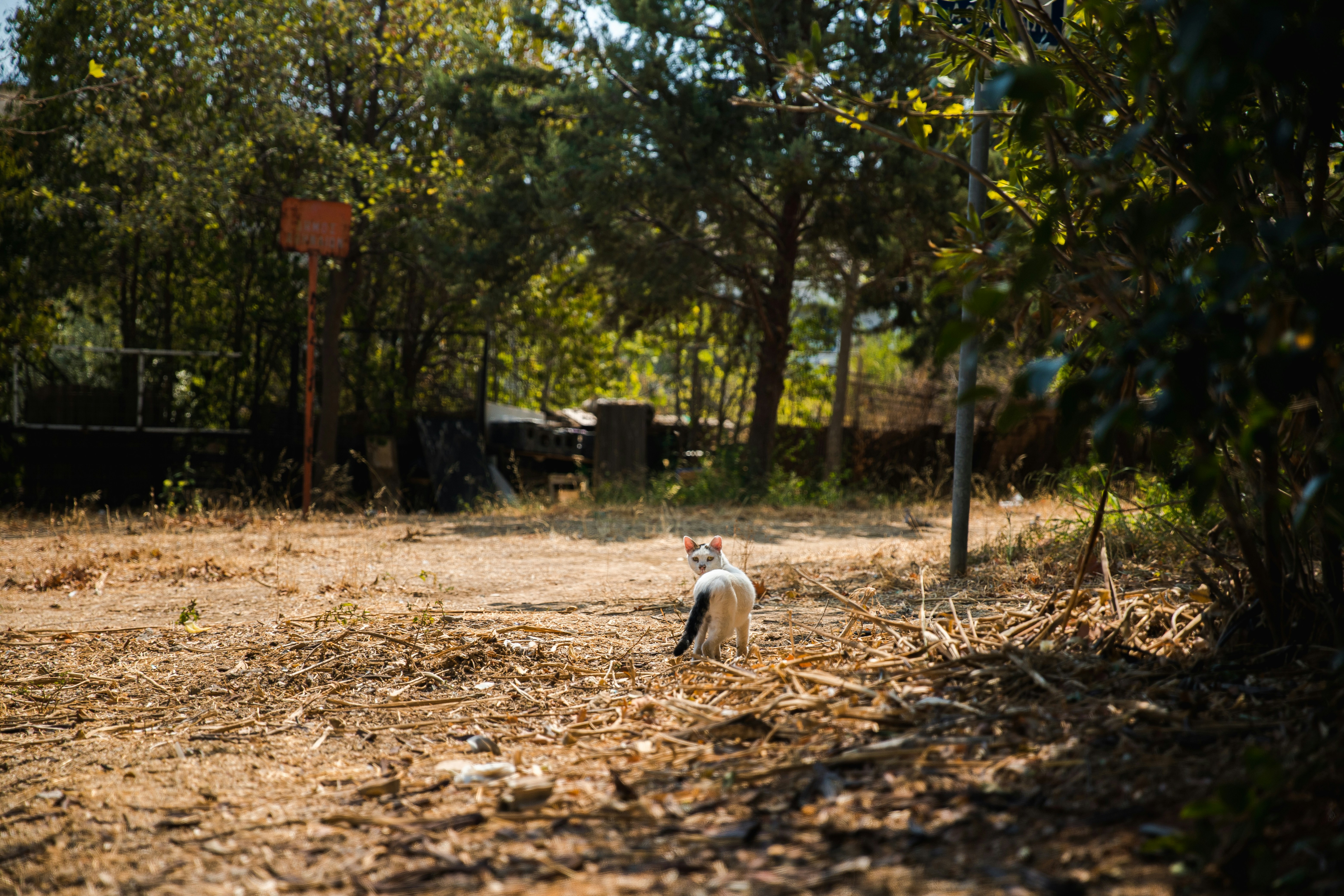 Cat in a sunlit clearing: a quiet moment among dried leaves