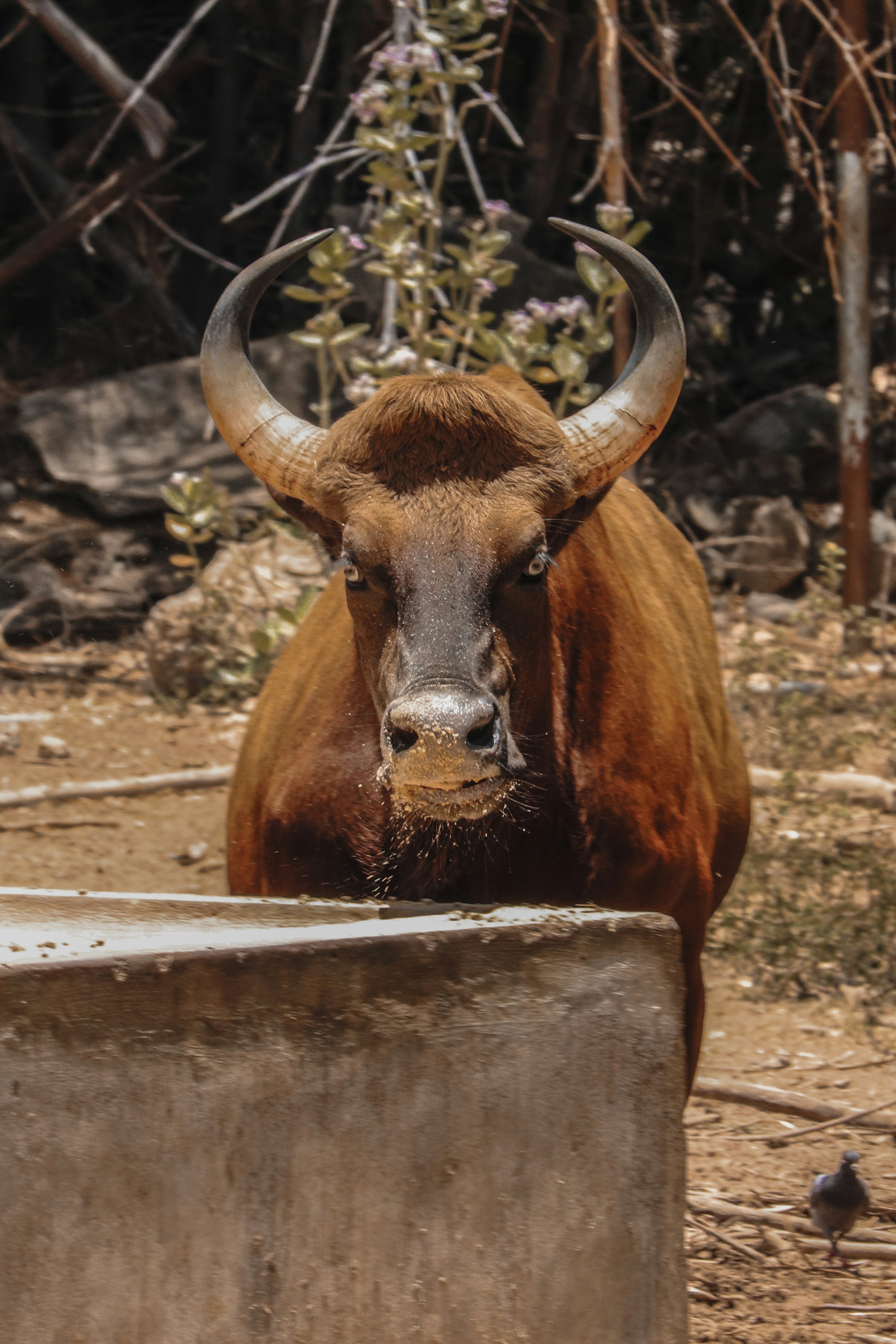 Horns in the Dust: A Bull Gaze by the Trough