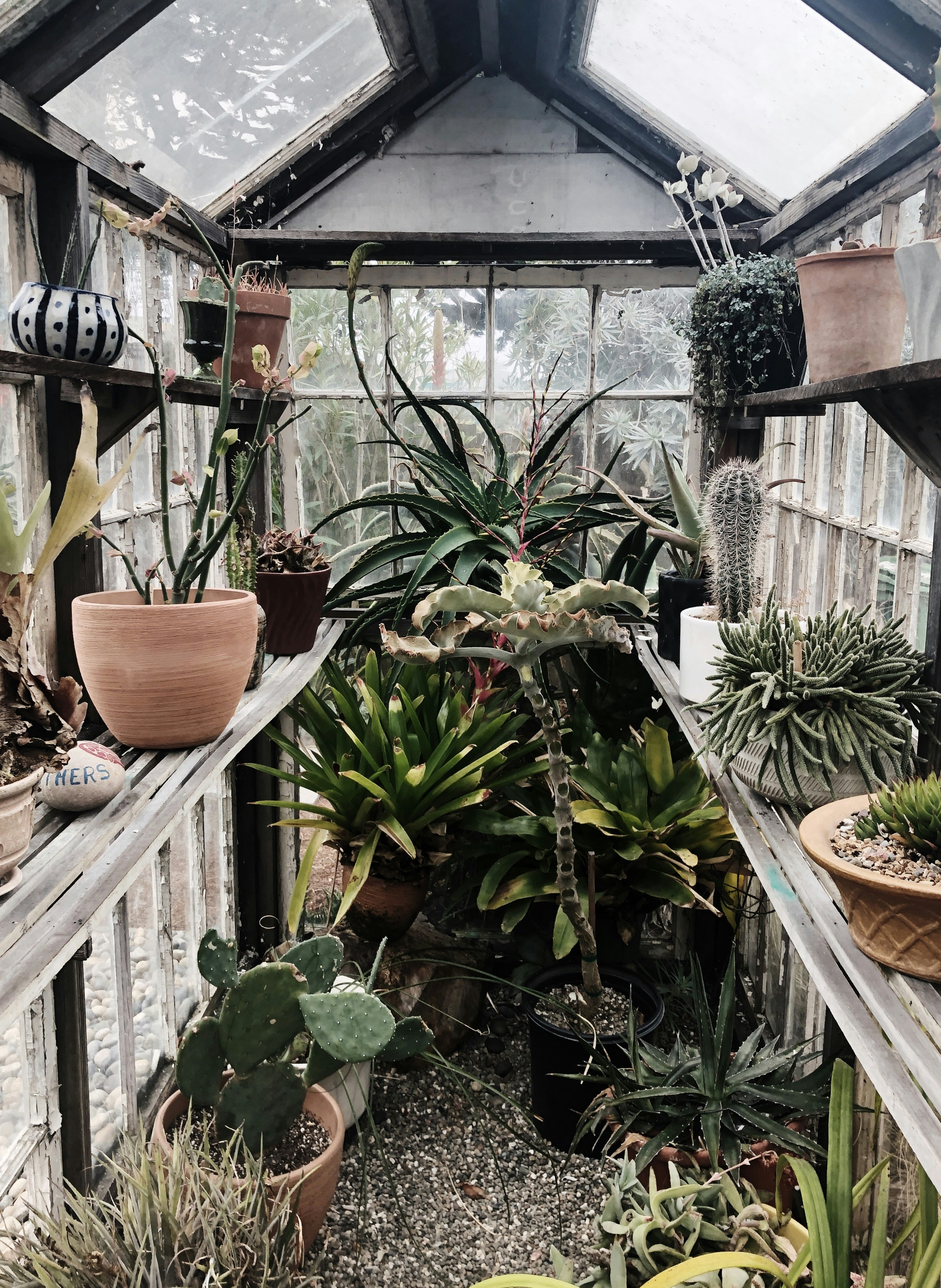 Lush assortment of potted plants and cacti arranged in a cozy greenhouse, showcasing diverse textures and colors. Natural light filters through the glass roof.