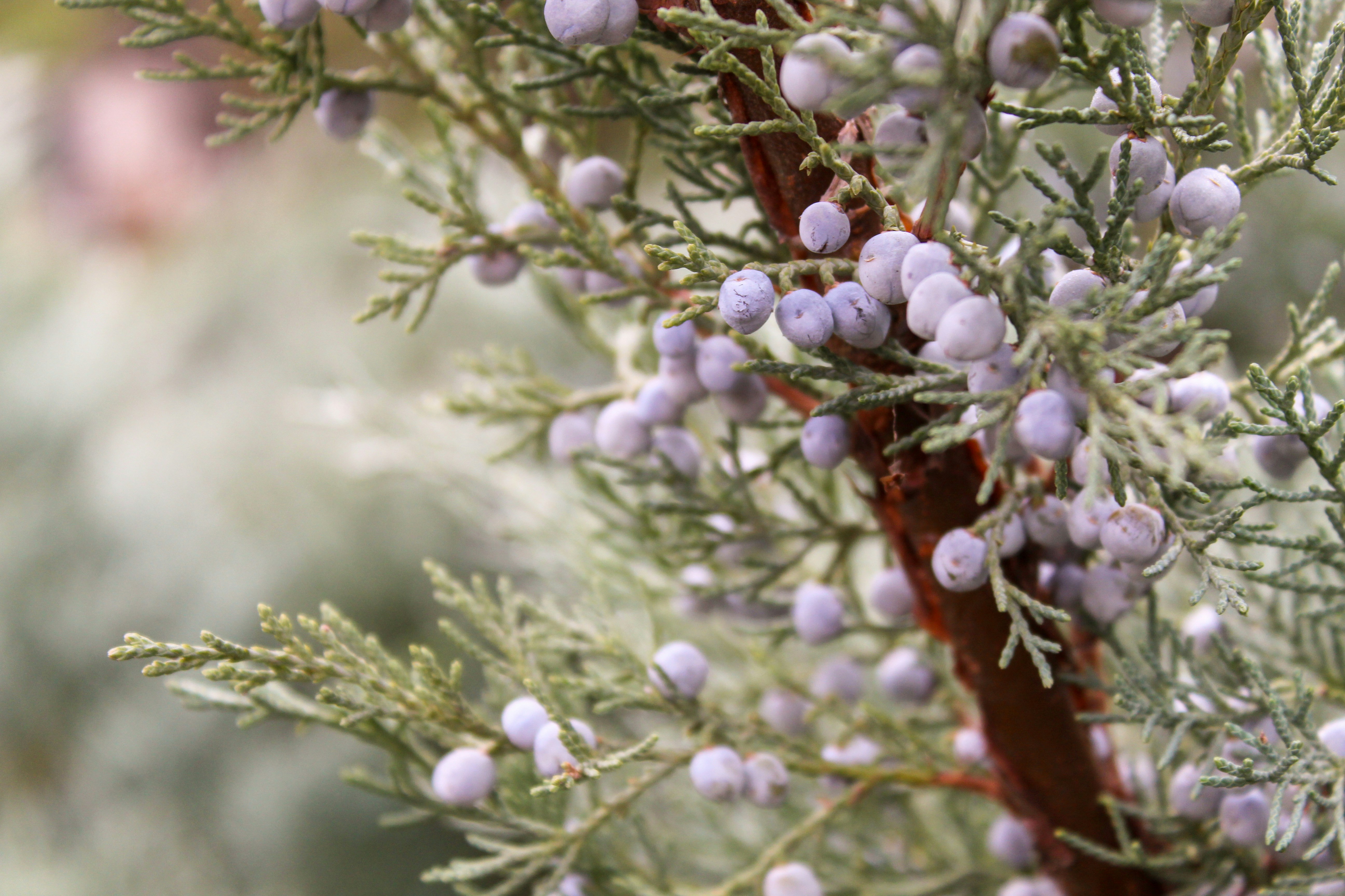 Selective focus photography of round red gray fruits photo – Free Plant ...