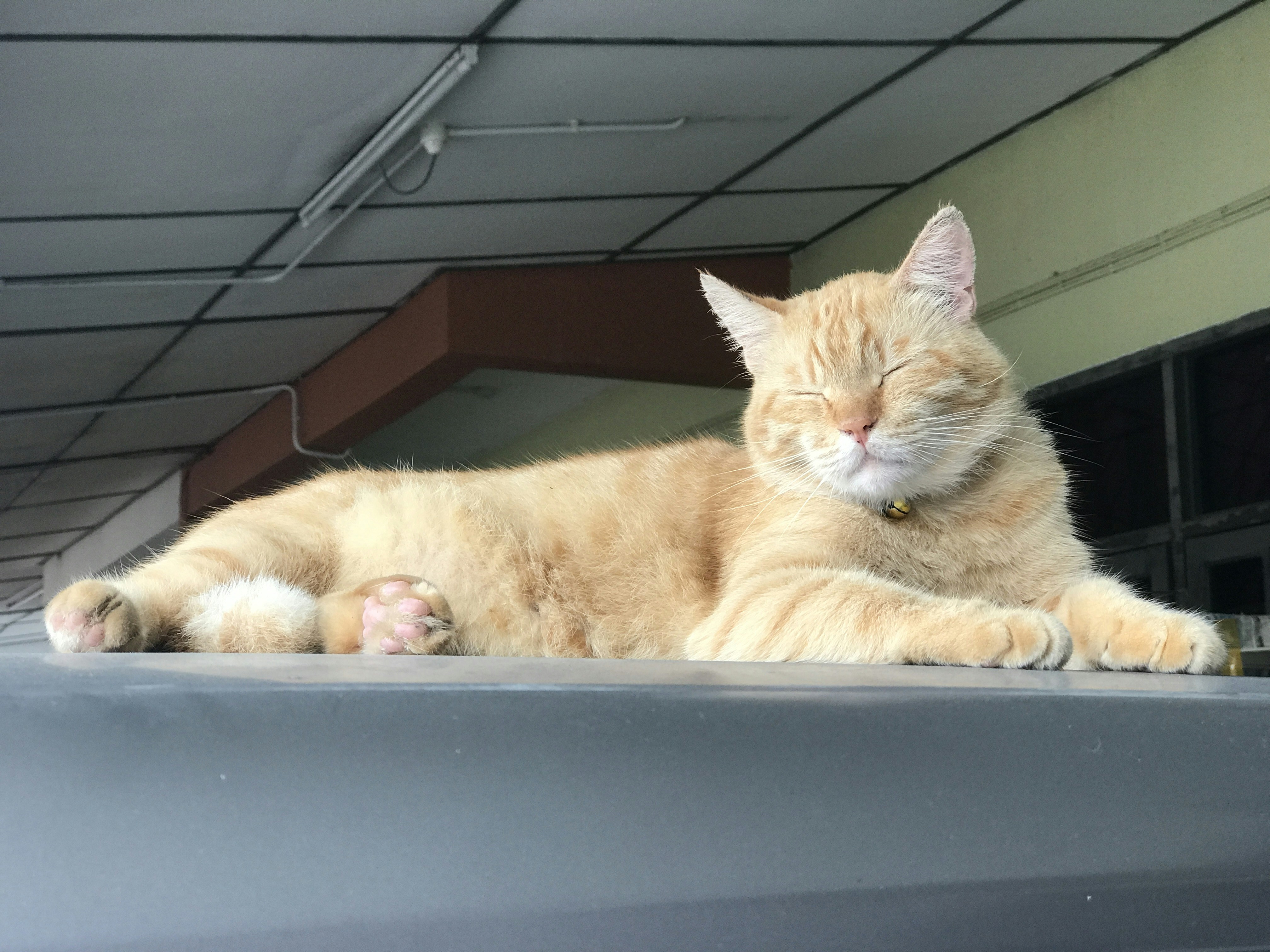 Orange tabby cat photo – Free Building Image on Unsplash