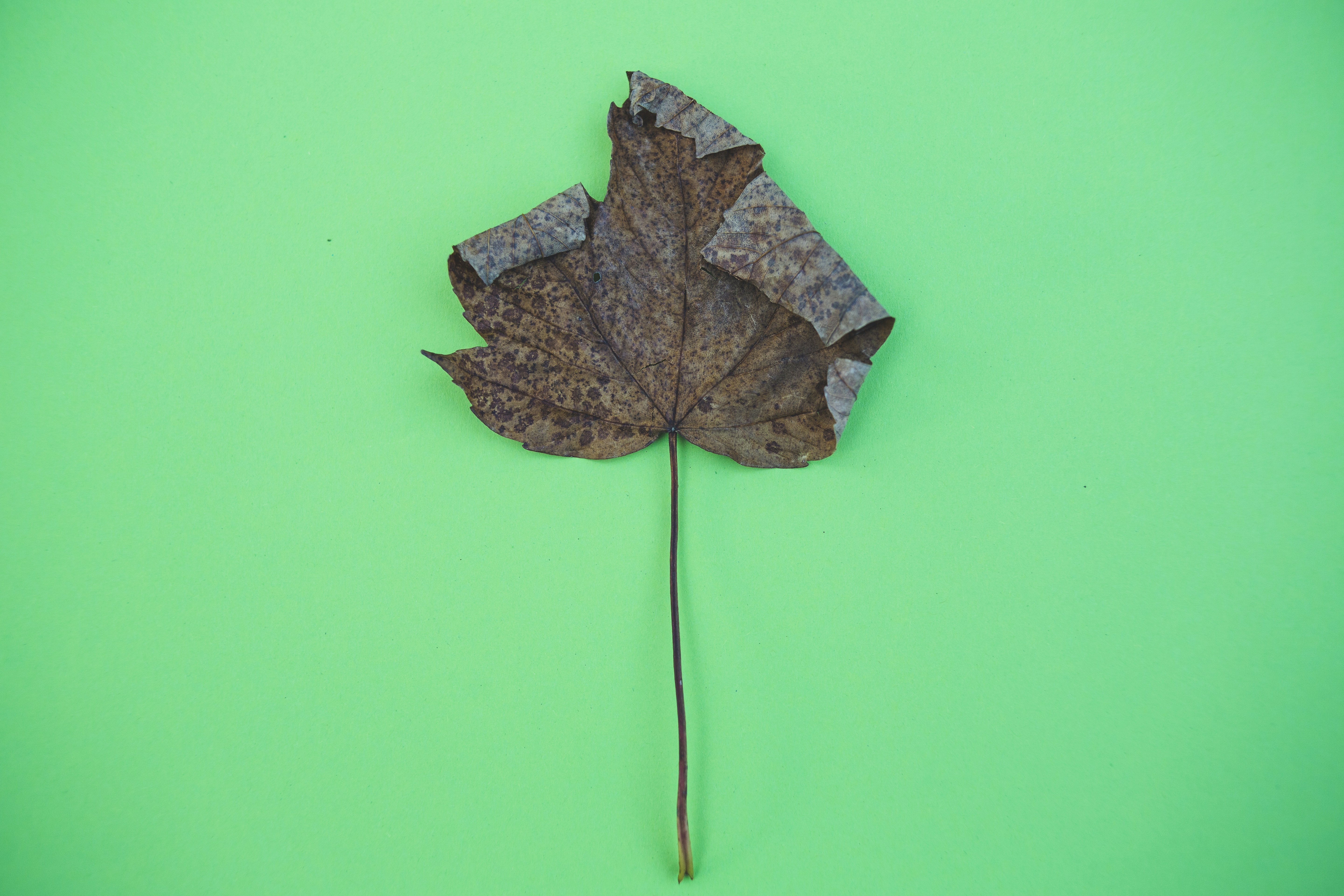 Brown withered  leave with green monochromatic paper background wallpaper. Made with Canon 5d Mark III and analog vintage lens, Leica Summicron-R 2.0 35mm (Year: 1978)