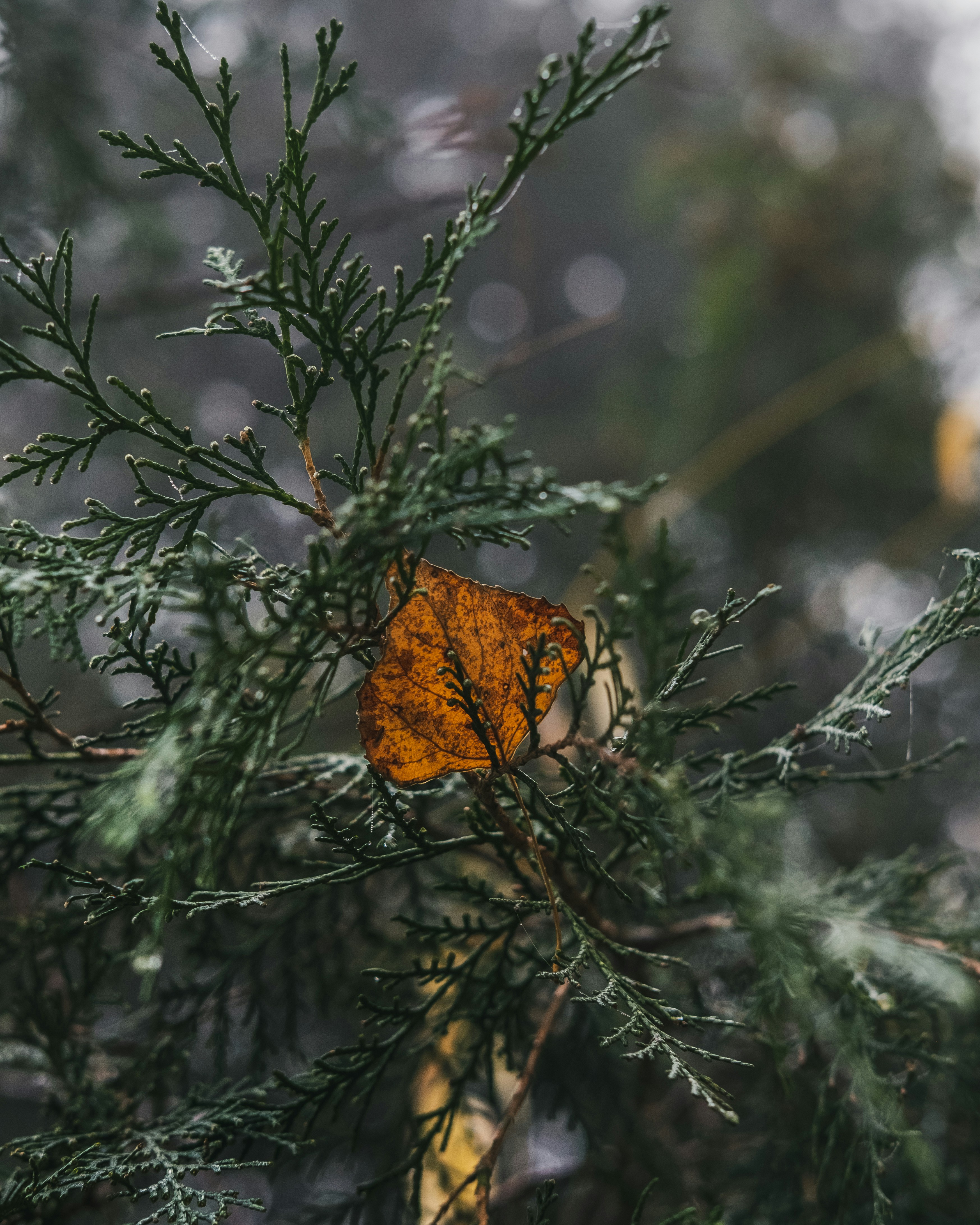 Winter coming soon.