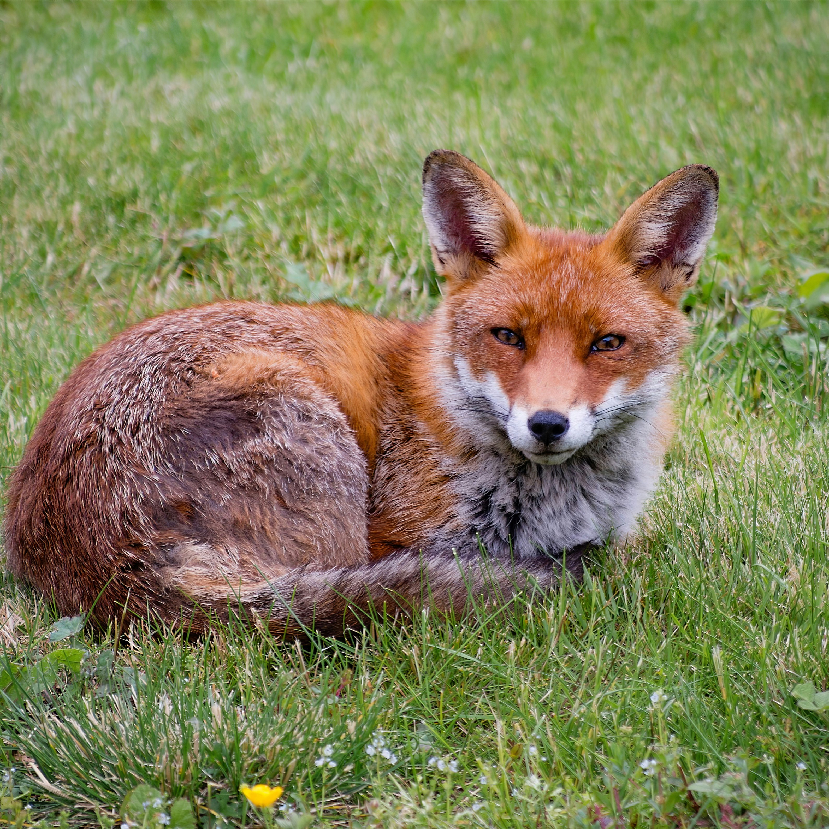 Brown fox on grass field photo – Free Animal Image on Unsplash