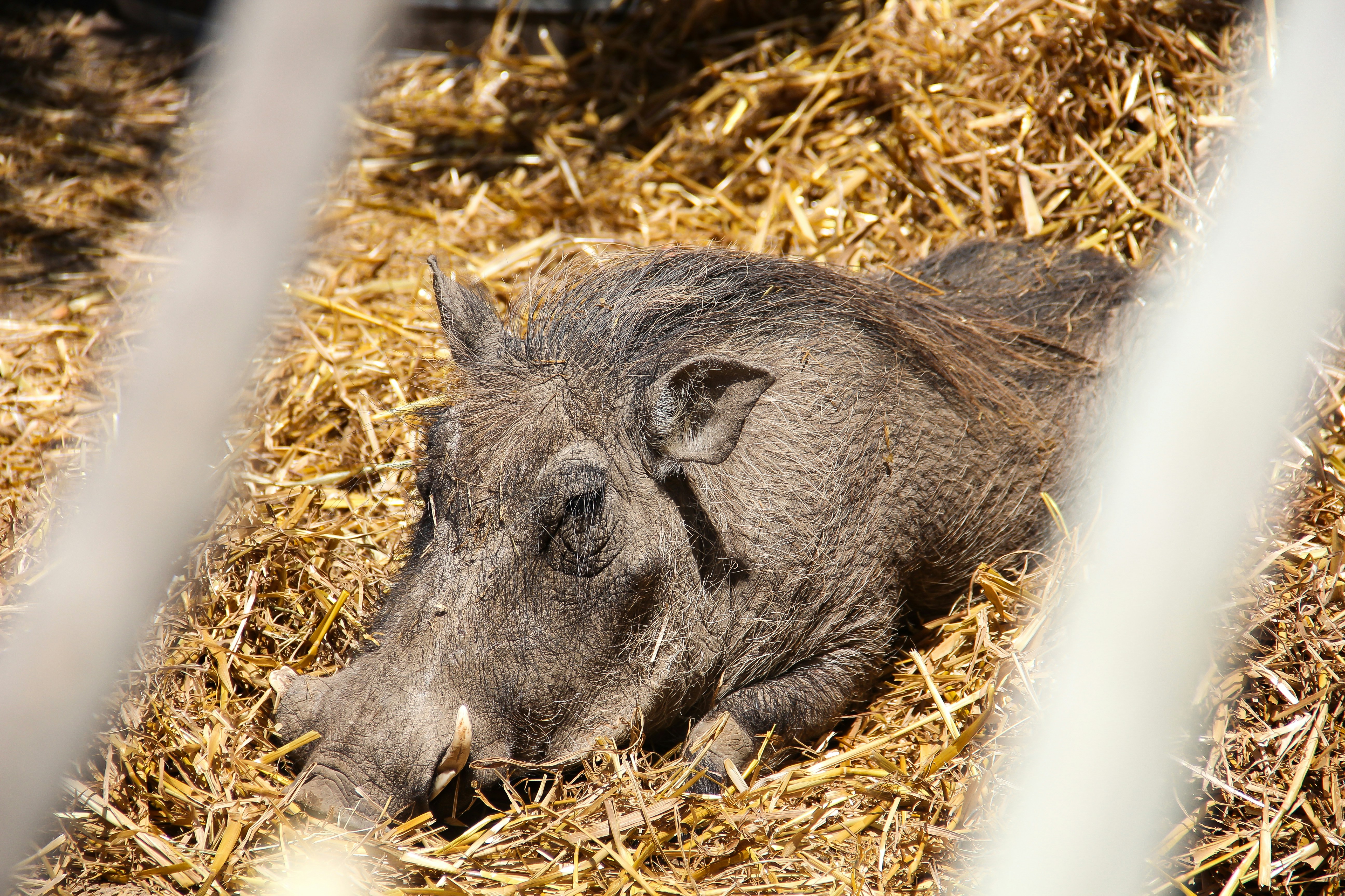 Wild boar lounging comfortably on a bed of straw, captured through the bars of a pen.