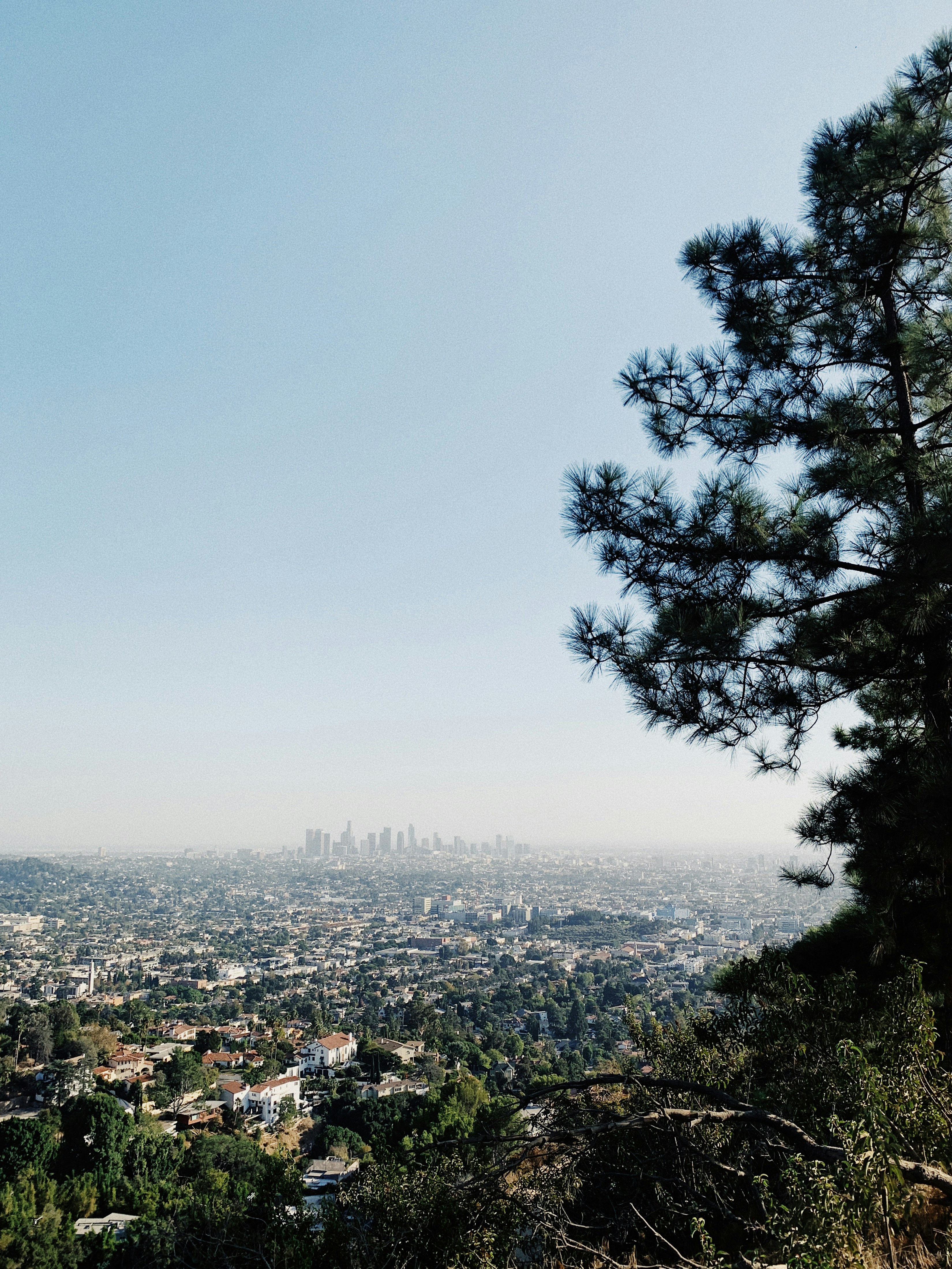 Overlooking the City from a Pines- shaded Ridge