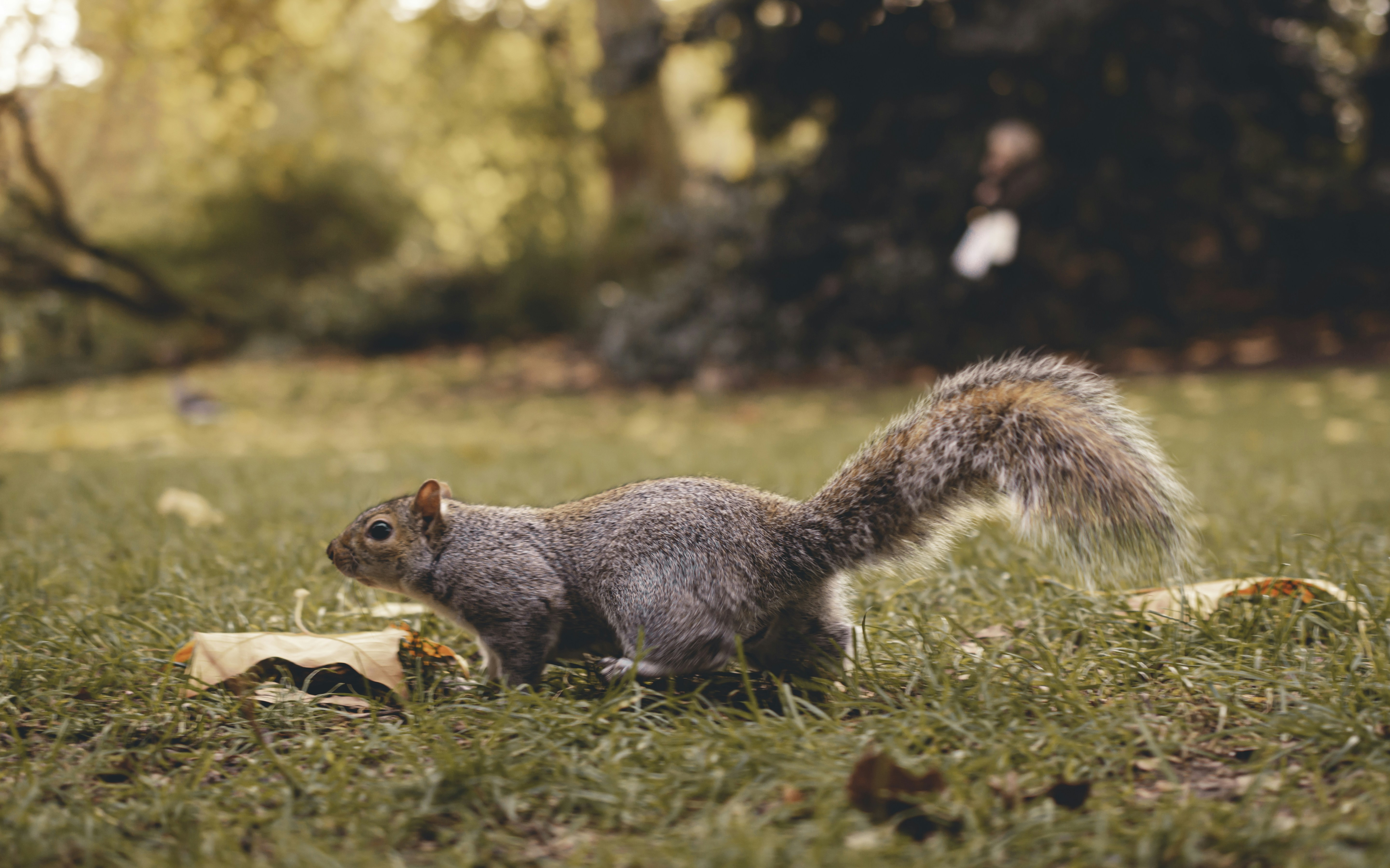 Focused Squirrel in a Quiet Park Moment