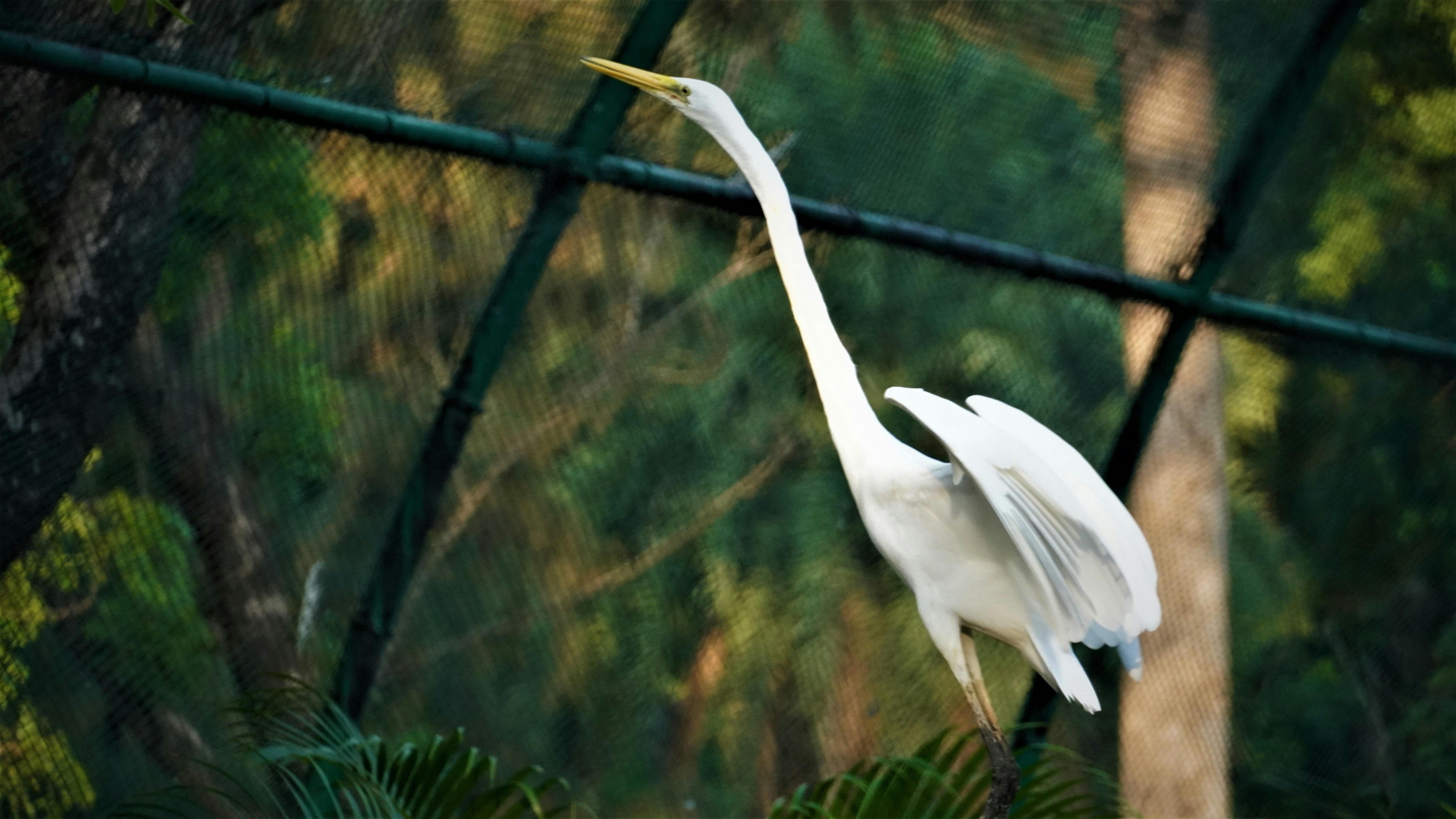 Egret poised for flight against a blurred natural backdrop.