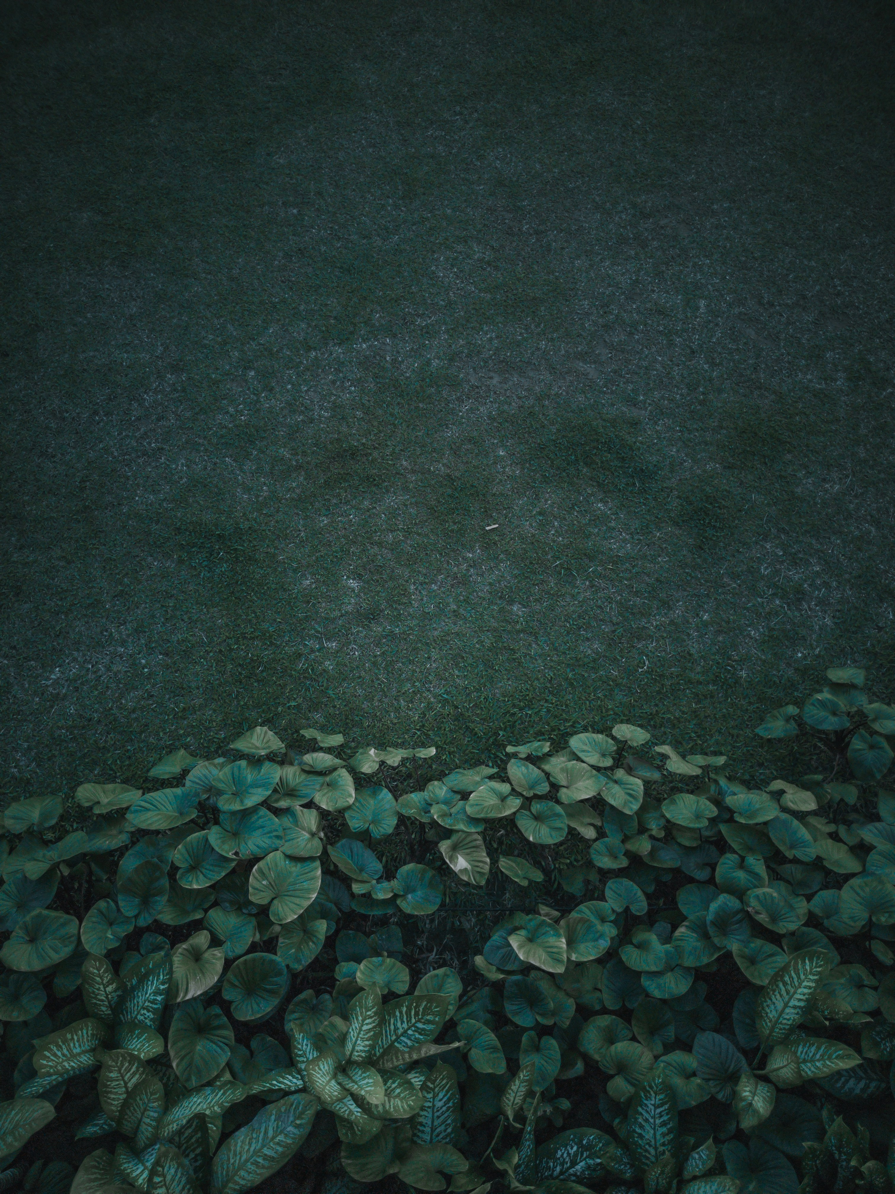 Verdant Edge in Velvet Night: A Quiet Low-Light Foliage Study