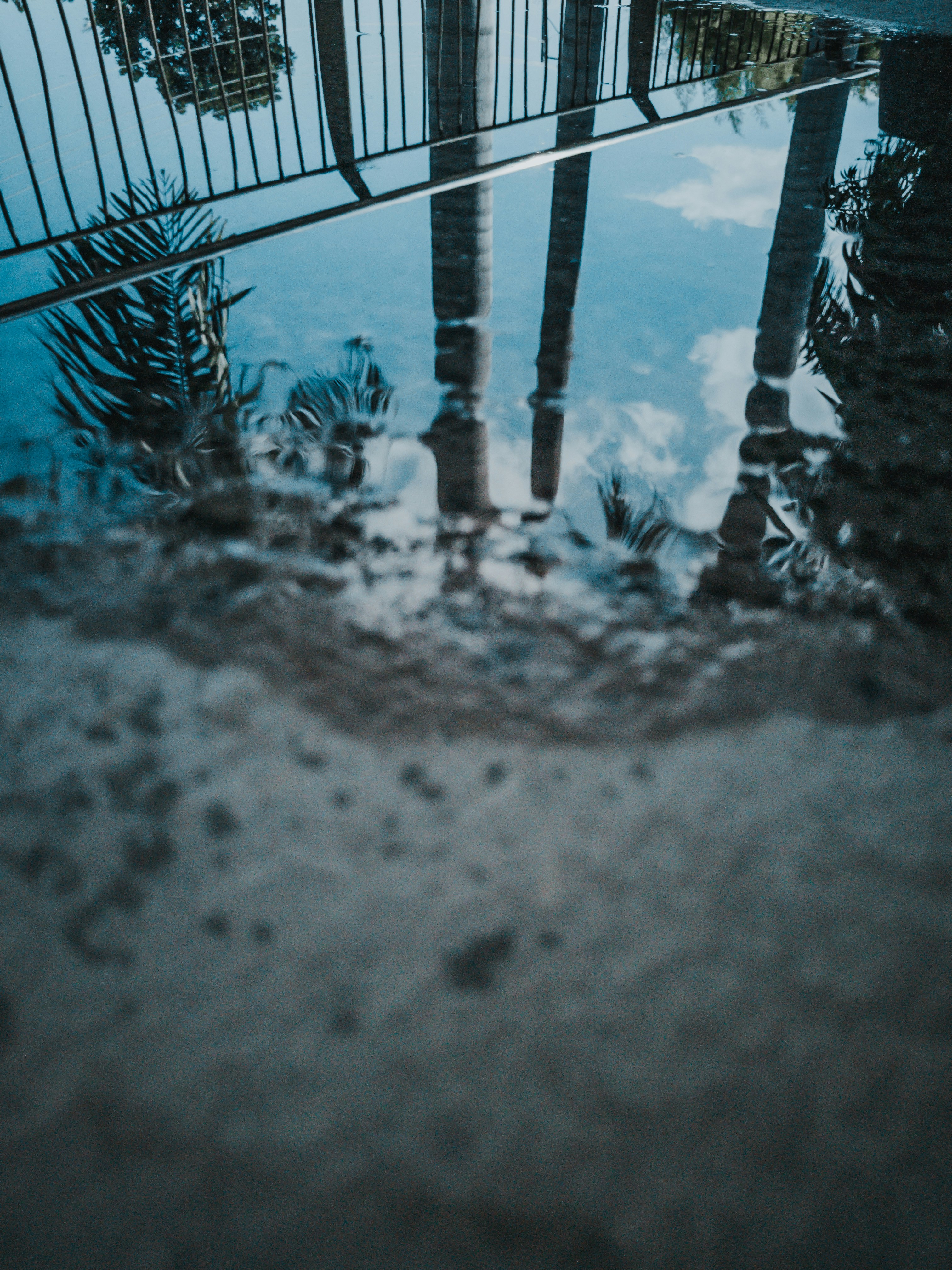 Blue-tinted photograph of the reflection of palm trees and a railing in a shallow puddle, with a soft foreground blur.