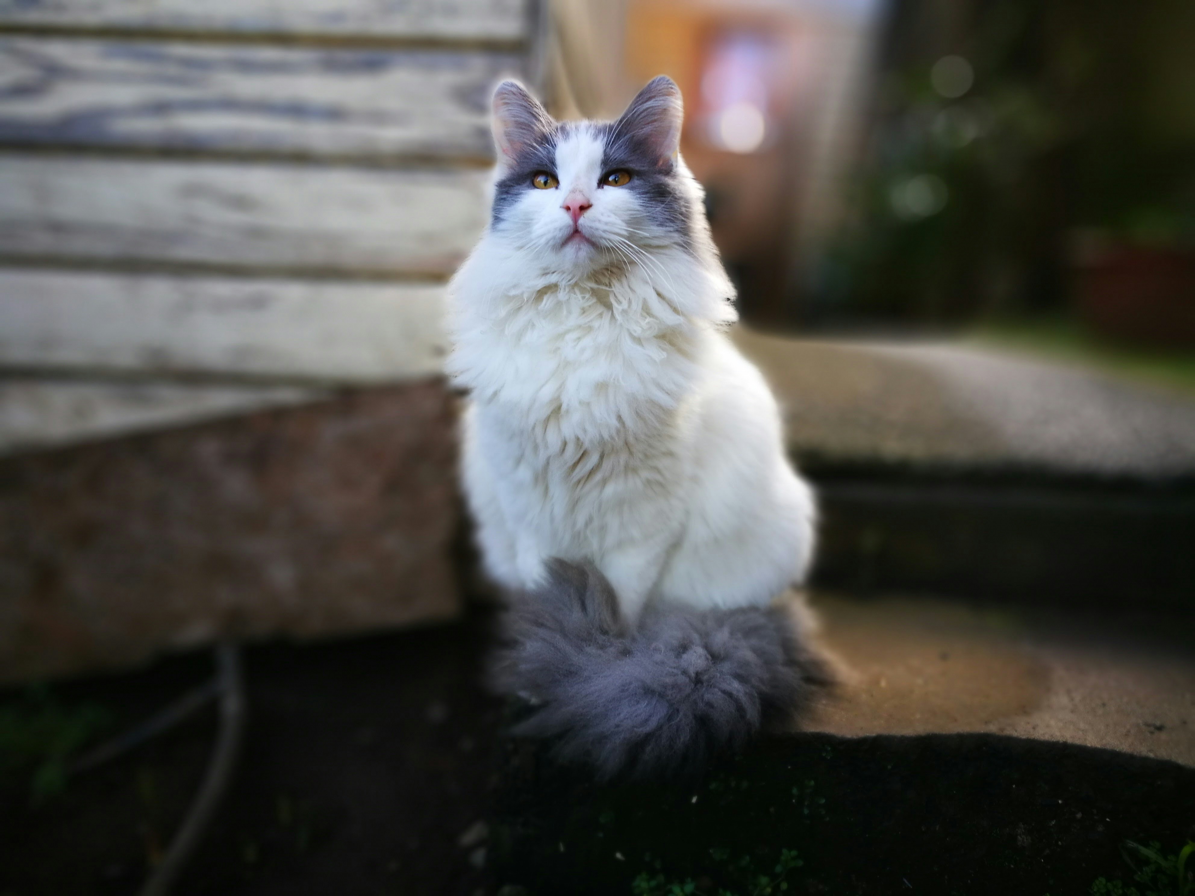 Fluffy white and gray cat sitting confidently on a stone ledge with a blurred background.