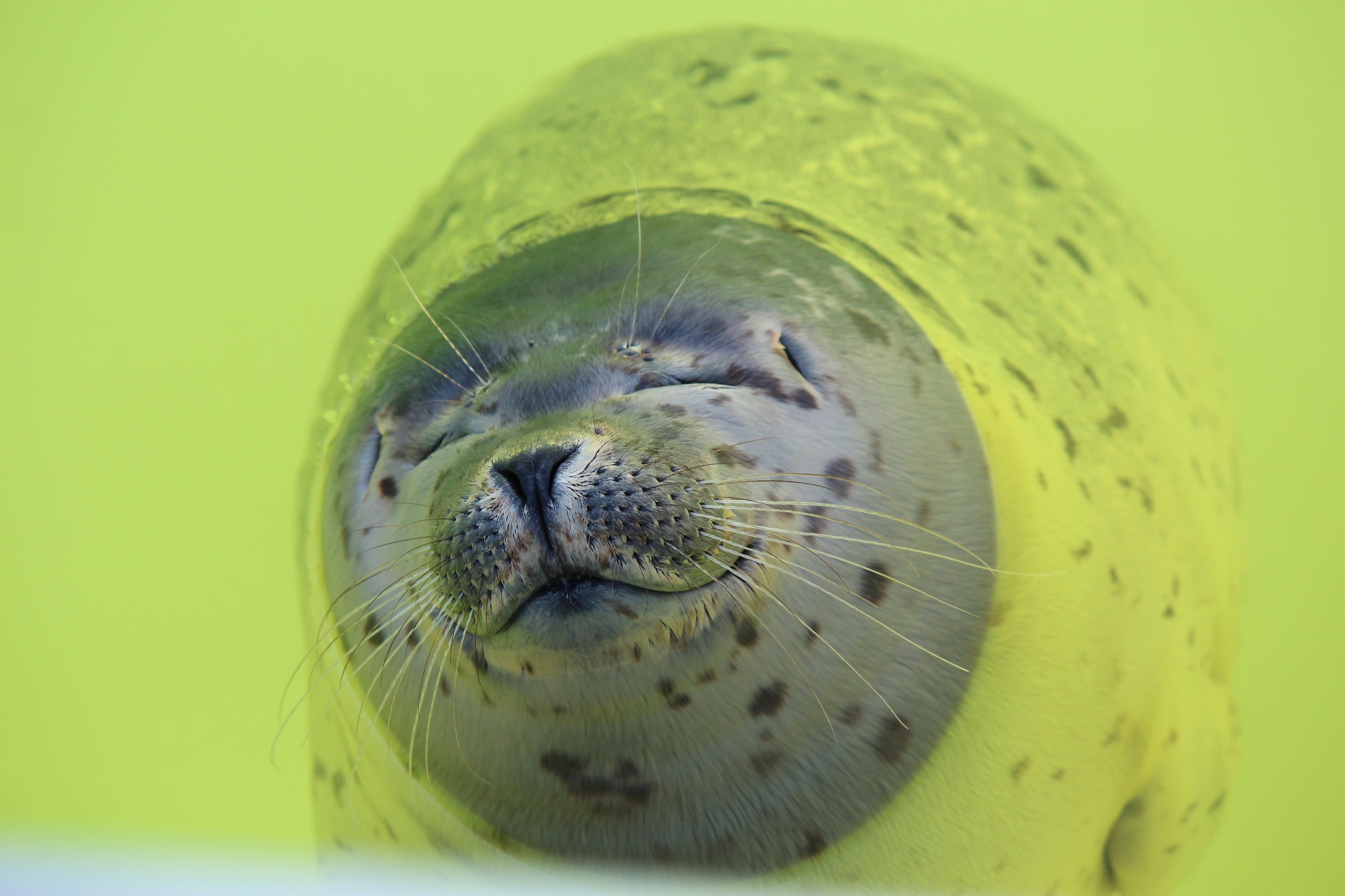 Yellow-sea creature: a close-up of a seal with a curious stare