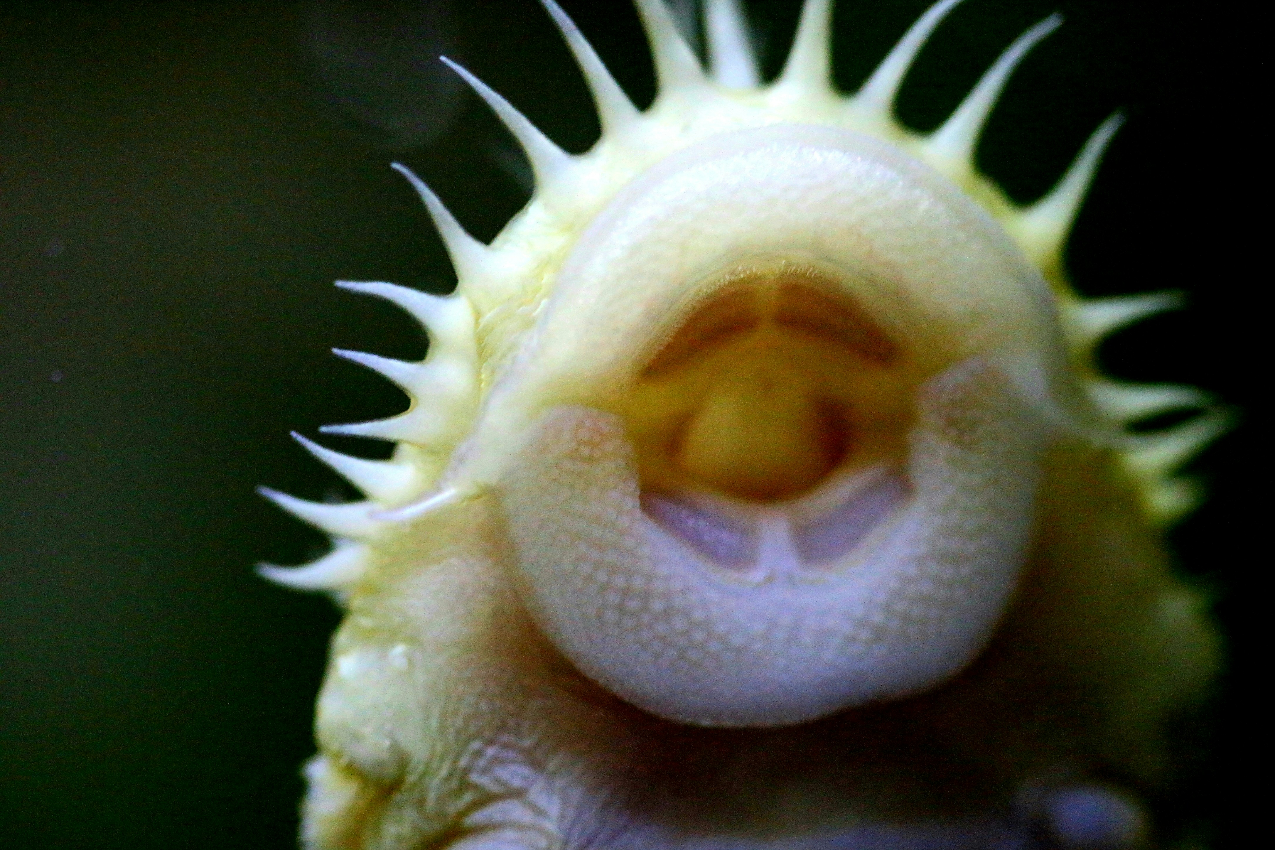 Upward Gaze: A Close-Up of a Spiny Mouth in Macro Light