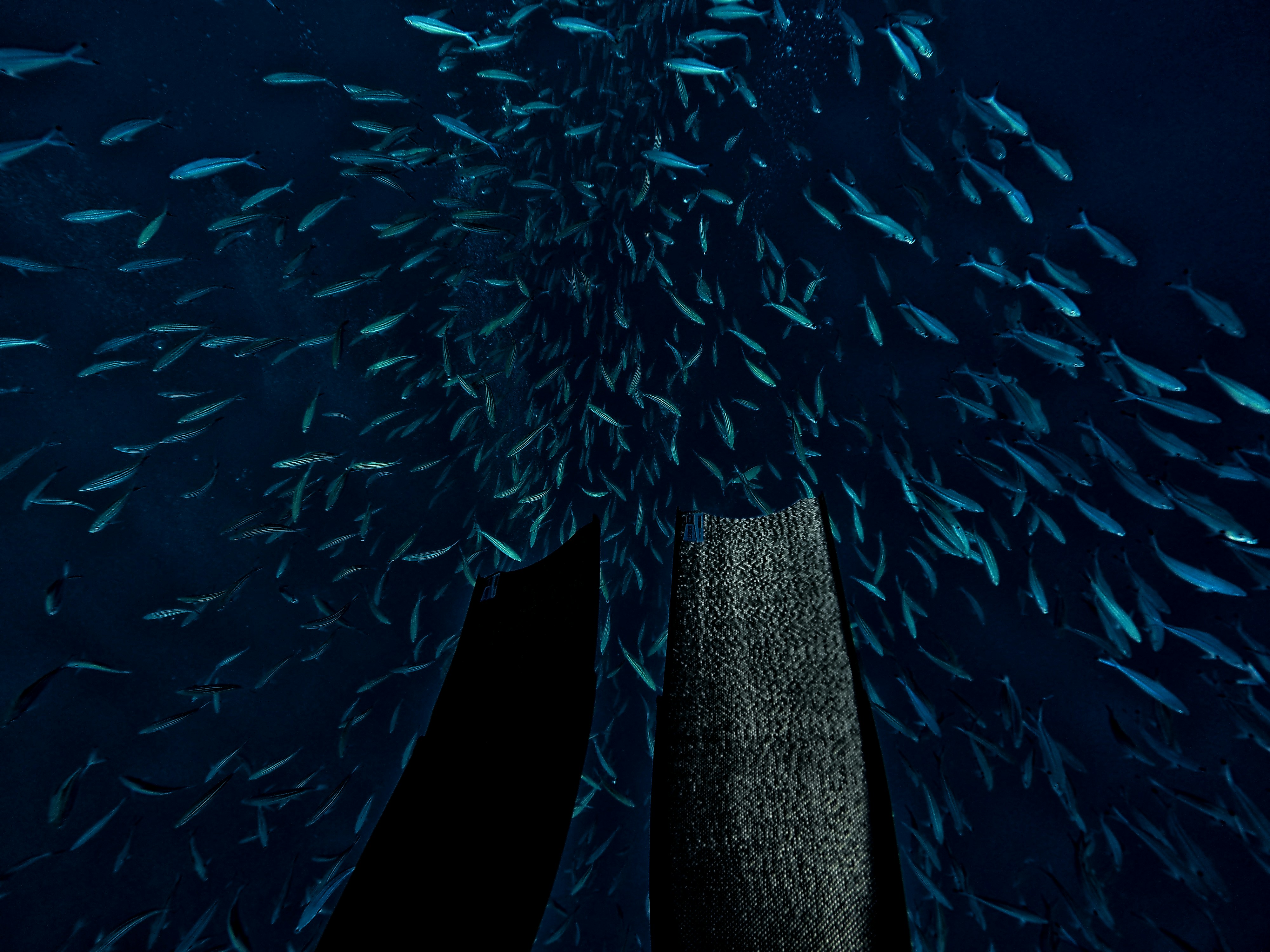 Silhouetted fins emerge from the depths, surrounded by a swirling school of fish in deep blue waters.
