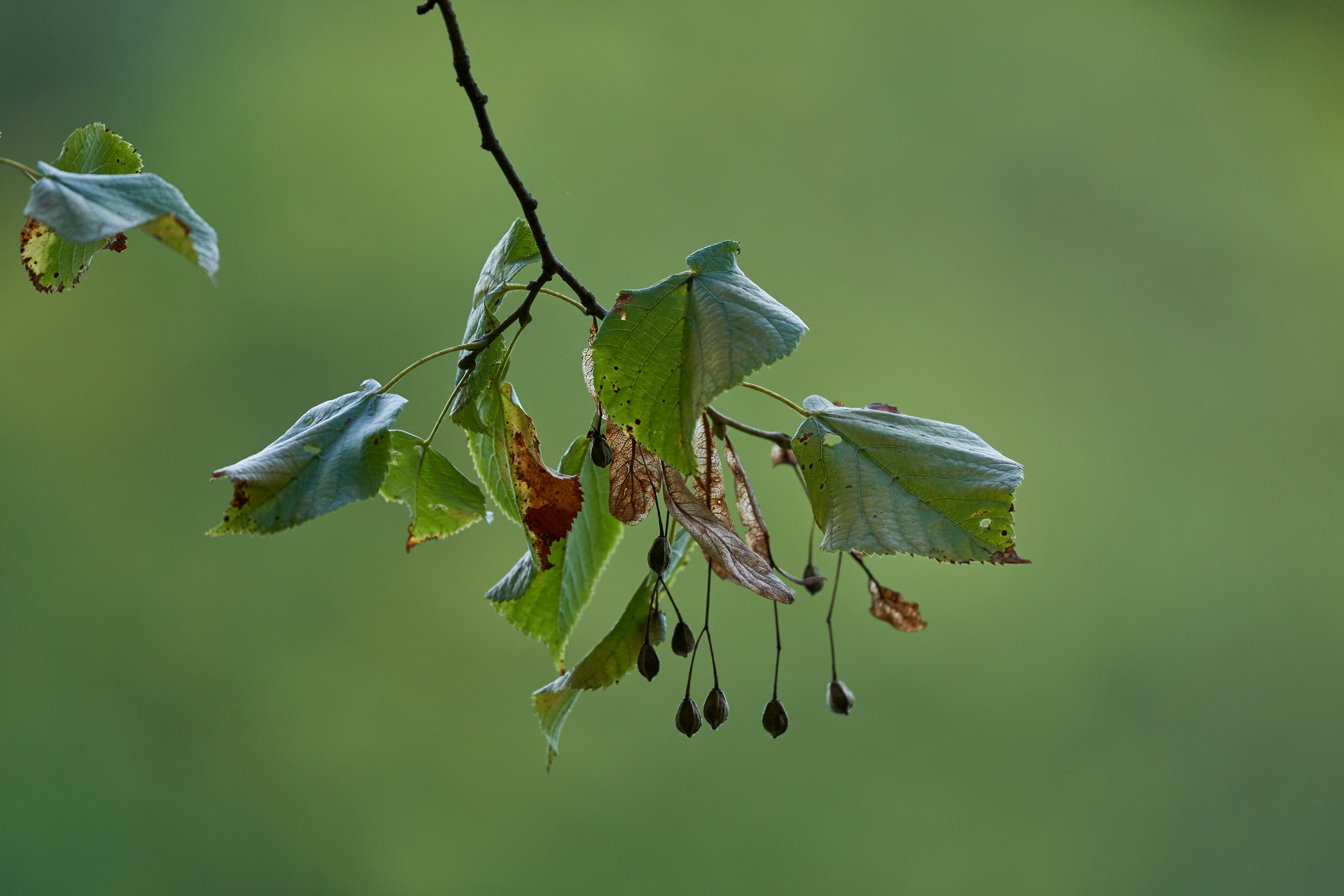 Delicate green leaves with hints of decay hang from a slender branch, capturing the essence of seasonal change.