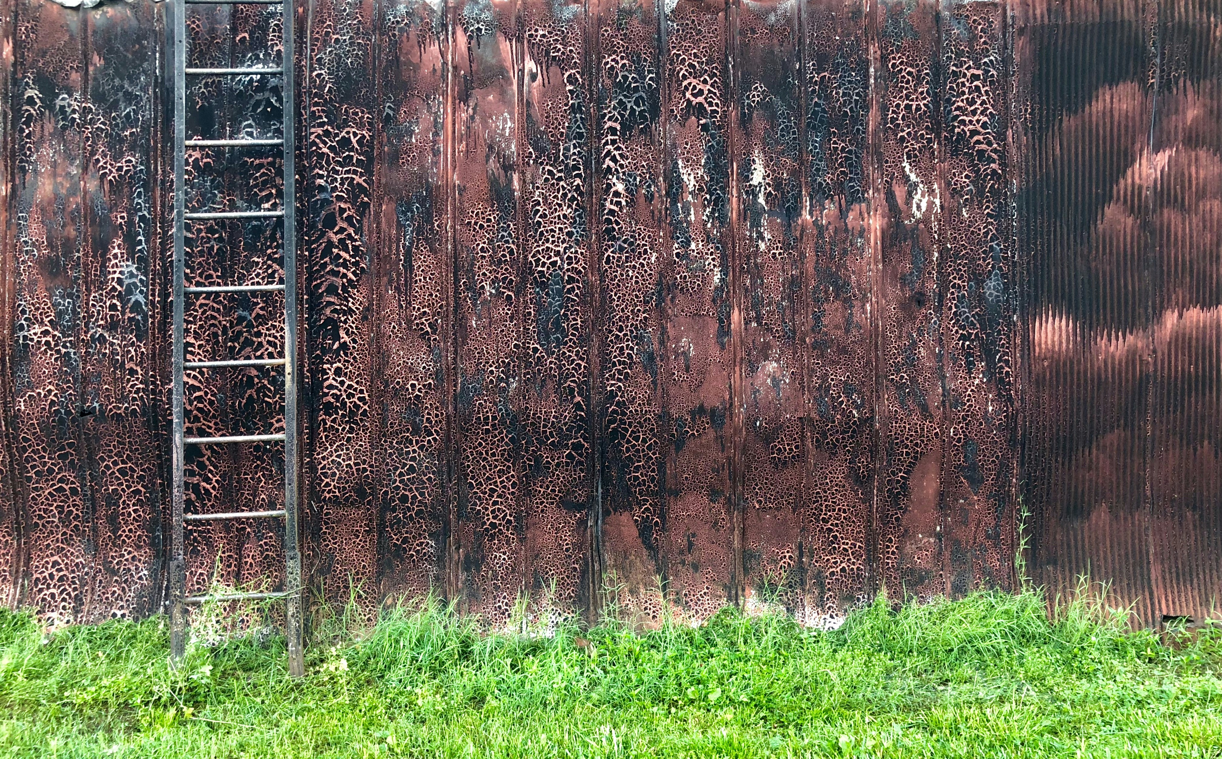 Ladder Against a Leopard-Patterned Fence, Framed by Fresh Grass