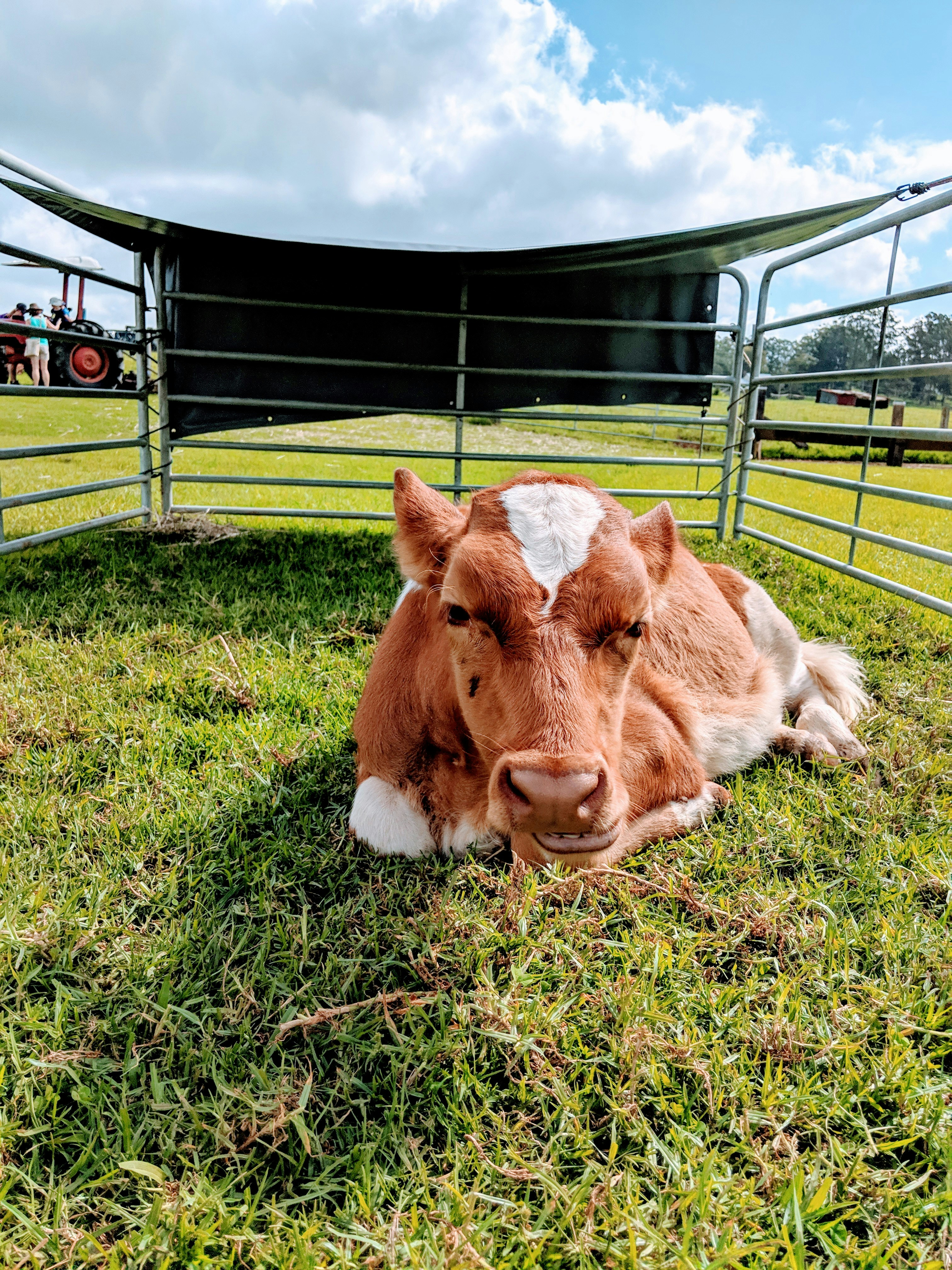 Pasture Portrait: A curious cow lounging beneath a shelter in a sunlit field