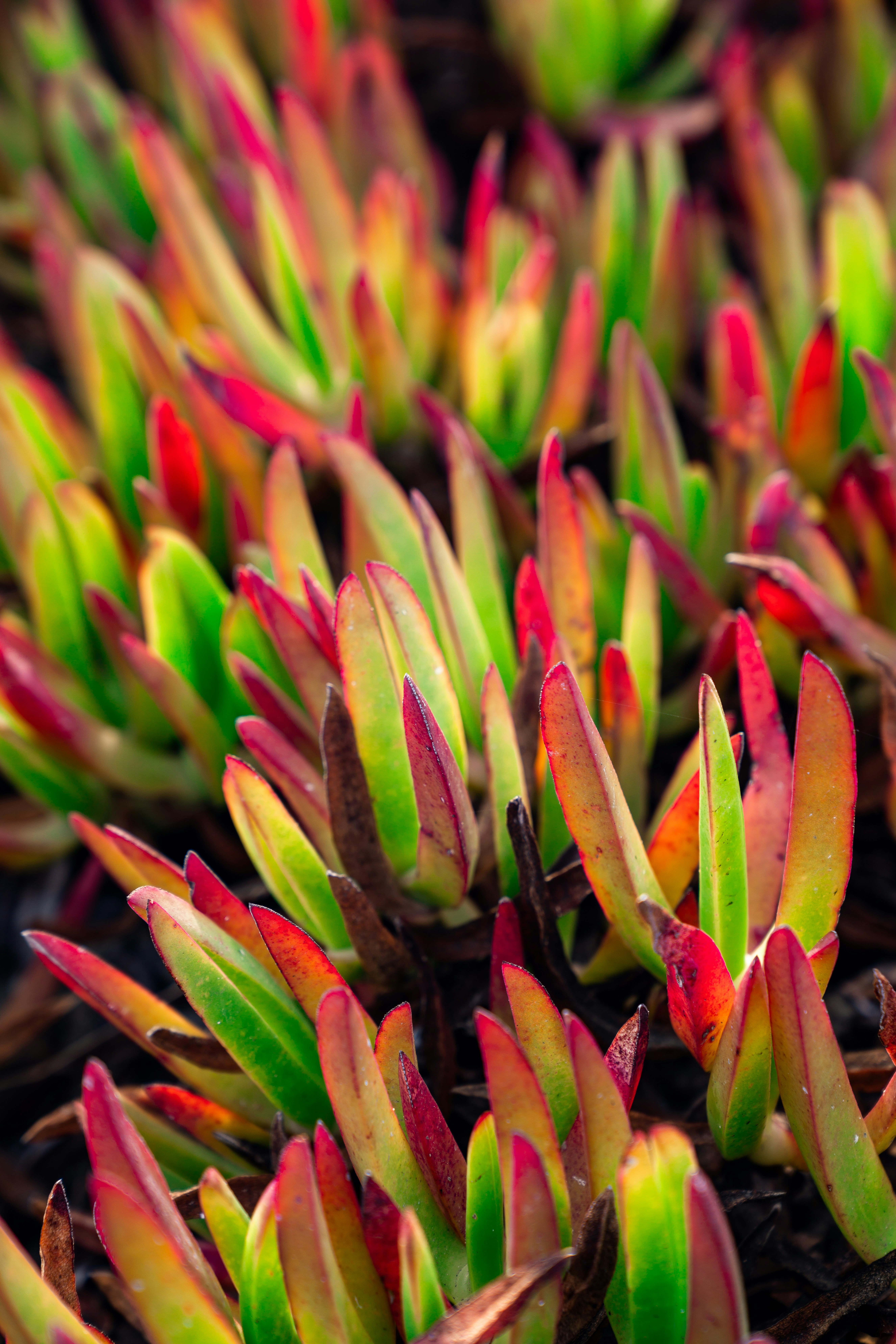 Crimson-edge Succulents: a Neon Close-Up of Spring's Palette